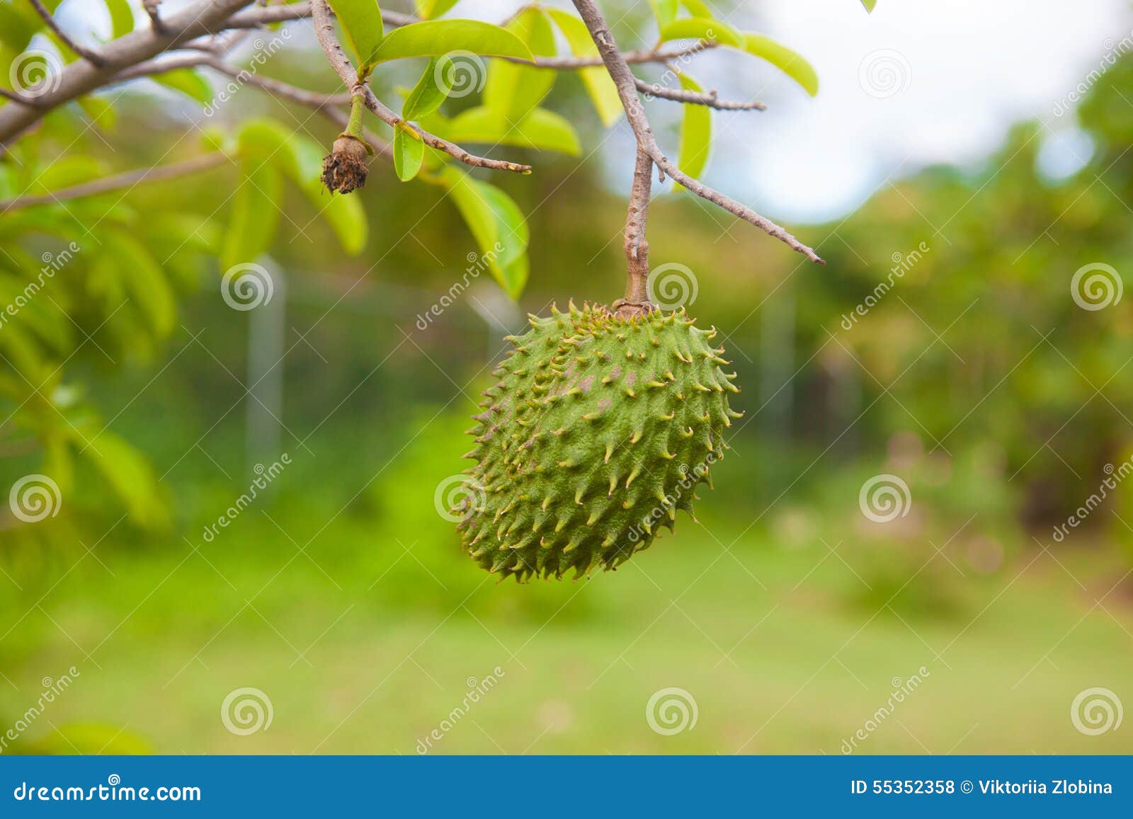 Soursop stock photo. Image of plant, tropical, soursop - 55352358
