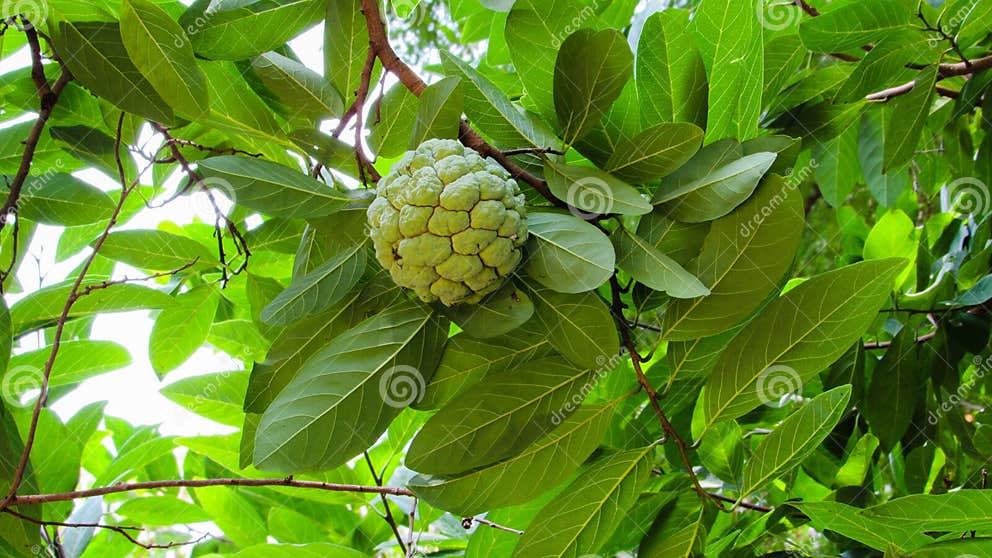 Soursop in the tree stock photo. Image of evergreen - 197942386