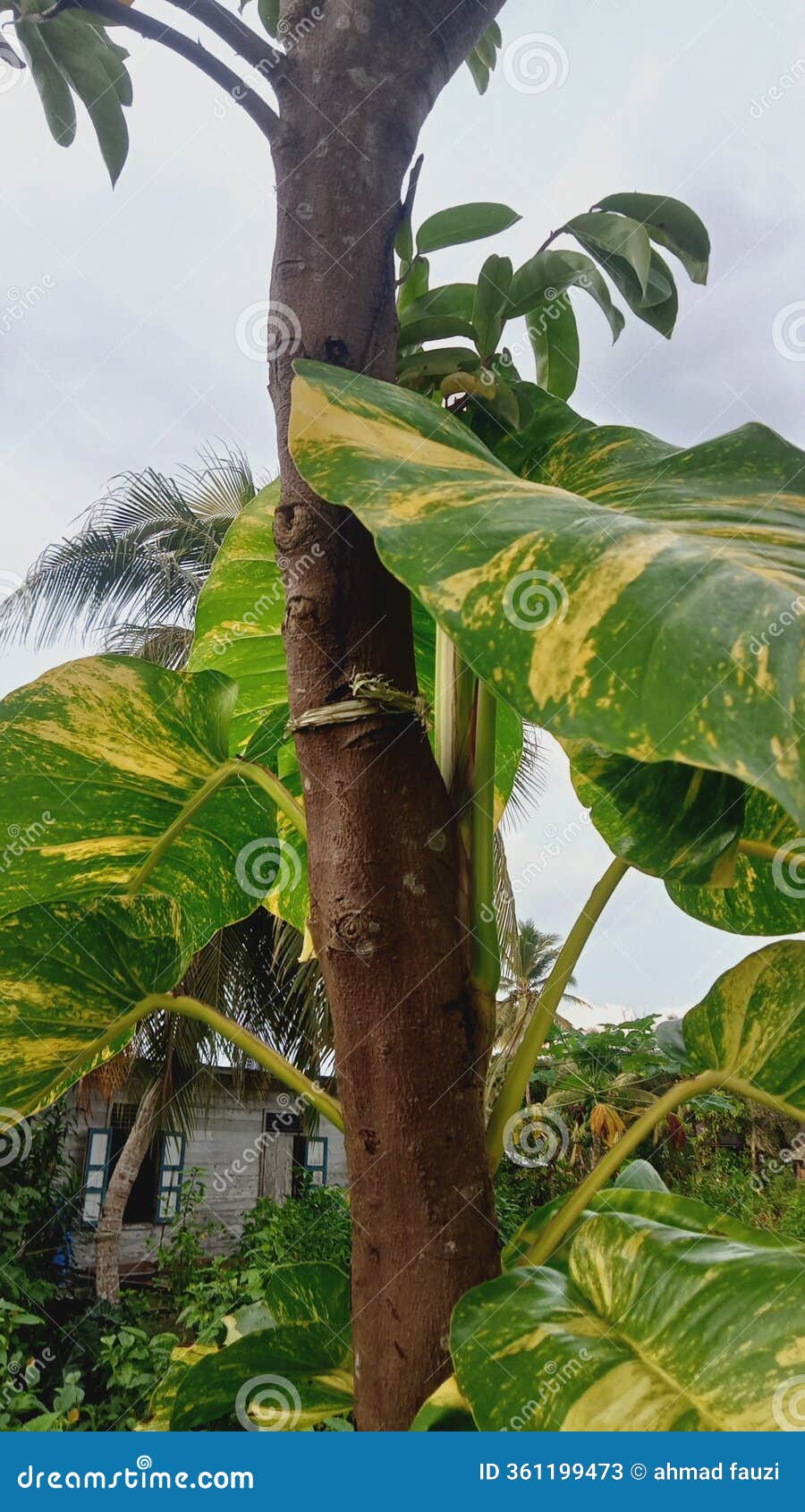 Soursop Tree Wrapped in Beautiful Plants Stock Image - Image of tree ...