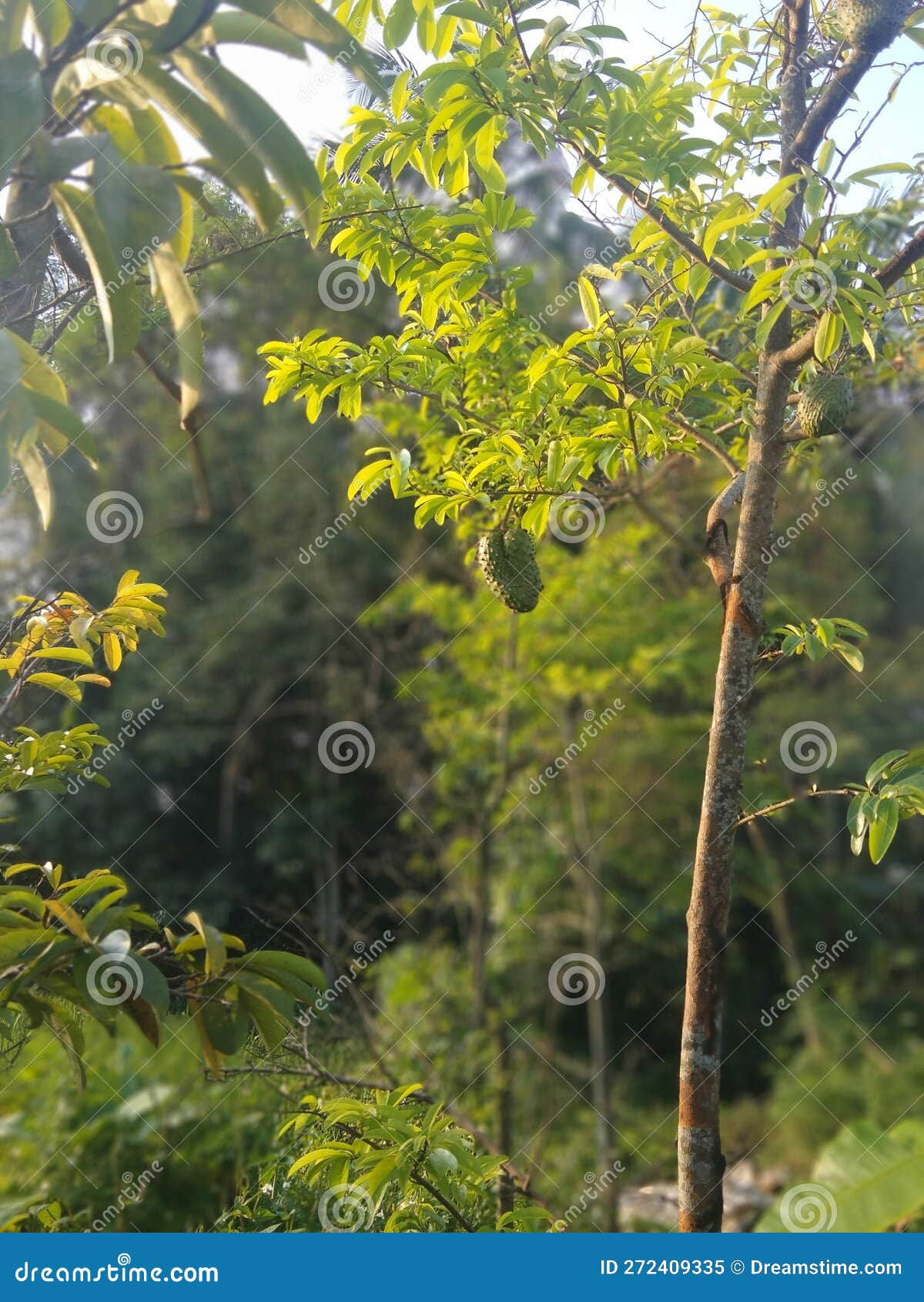 Soursop Trees Fruit Stock Photos - Free & Royalty-Free Stock Photos ...