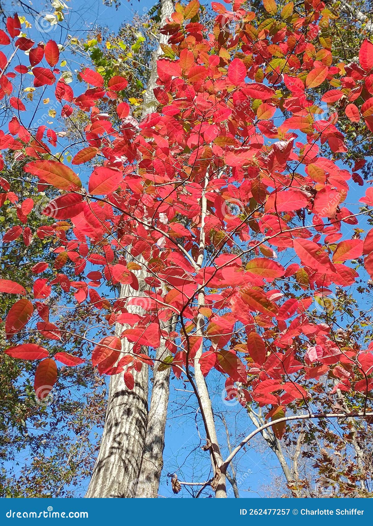Sourwood Tree in Fall Color Stock Image - Image of tree, autumn: 262477257 Sourwood Tree in Fall Color Stock Image - Image of tree, autumn: 262477257