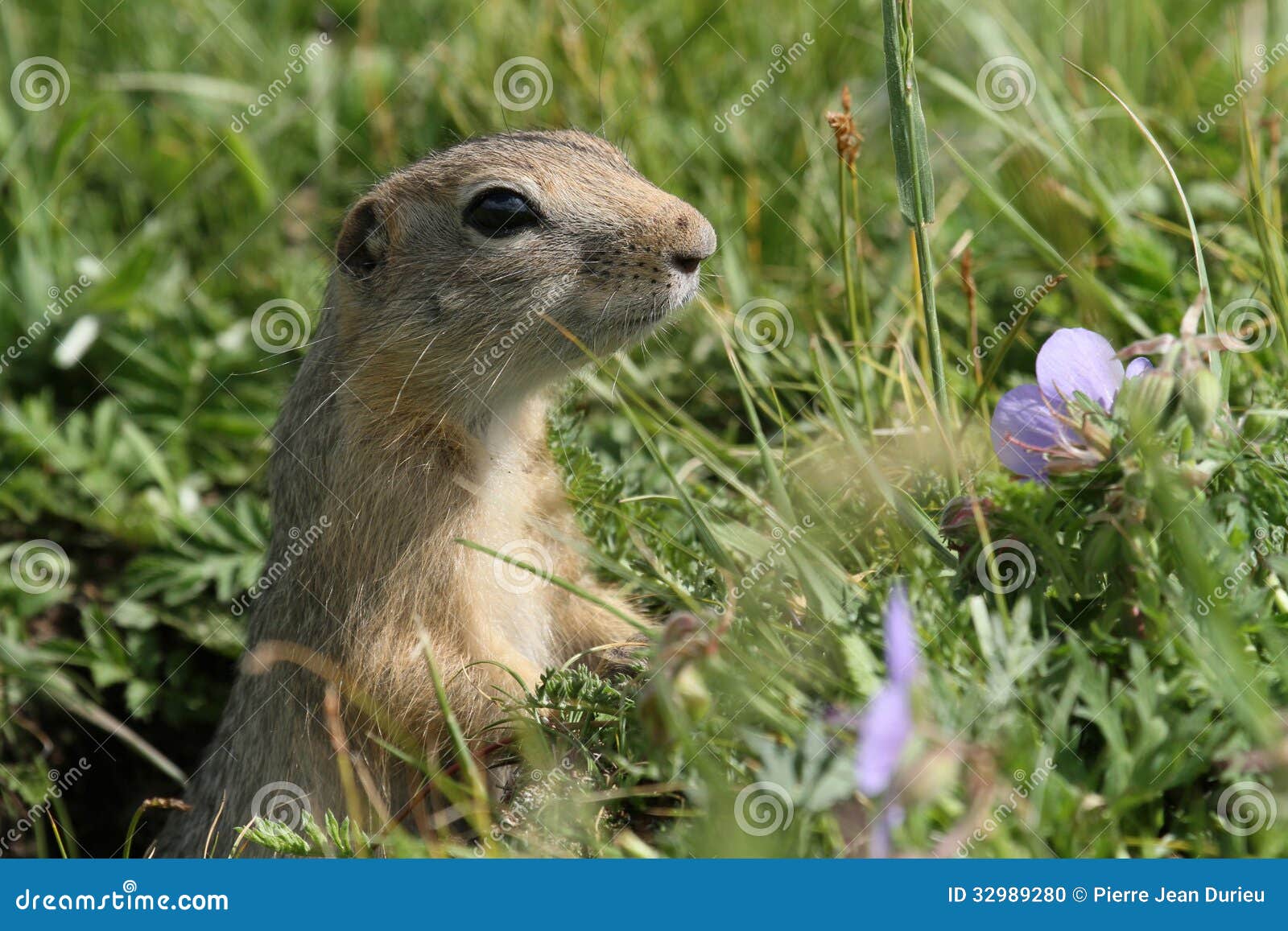 Souslik Gets a Look Out of the Hole Stock Photo - Image of european ...
