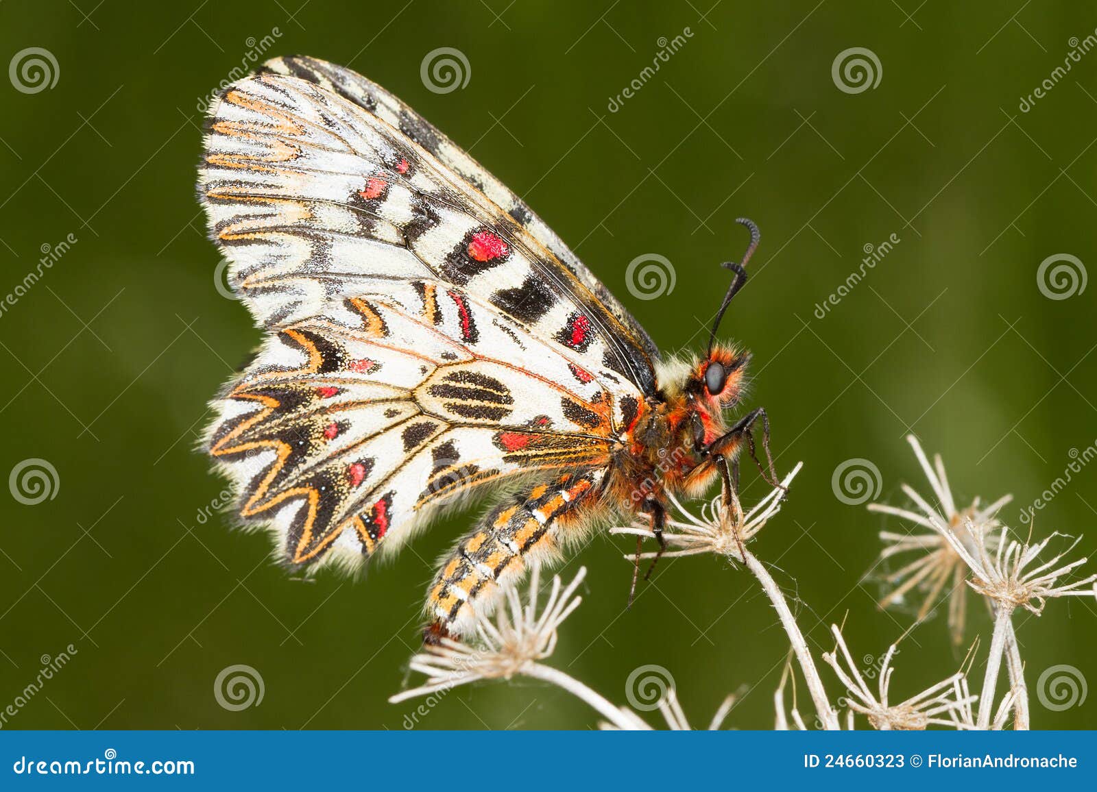 Soutern Festoon Butterfly Resting - Seen Ventraly Stock Image - Image ...