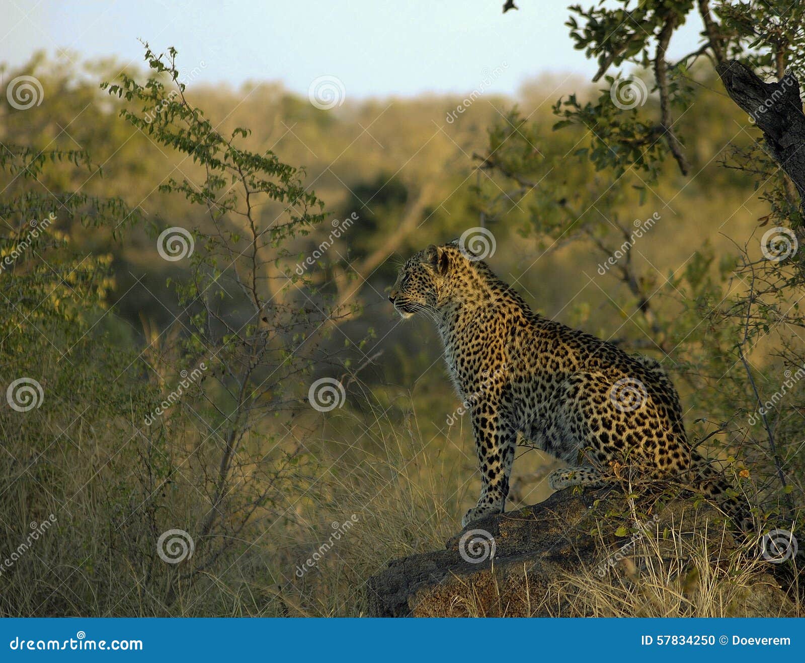South Africa Leopard on Rock Stock Photo - Image of brown, hunting ...