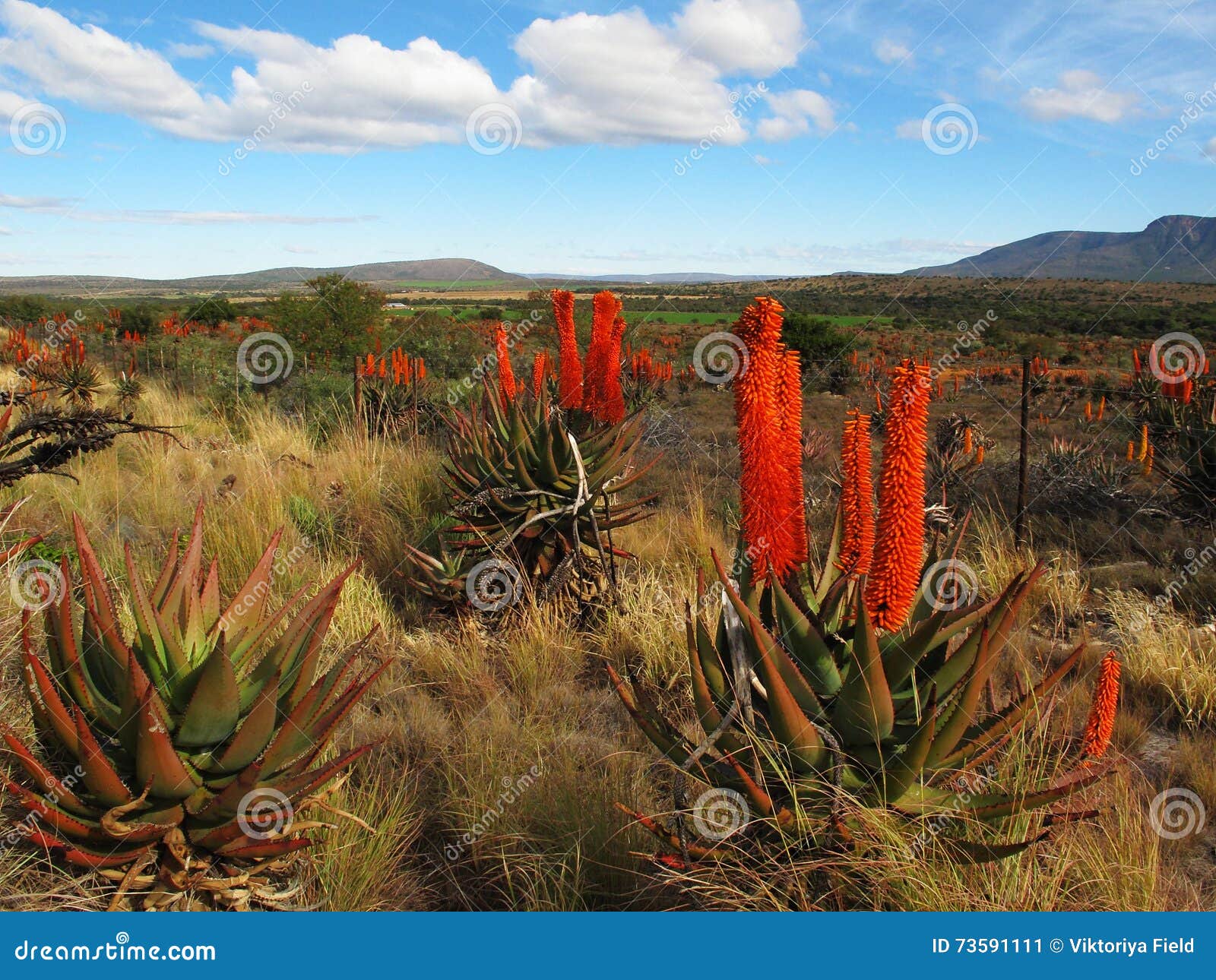 African Aloe Plants On The South African Coast Royalty-Free Stock Image ...