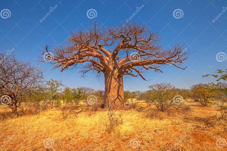 South African Baobab Tree Stock Image Image Of Adansonia 308862979