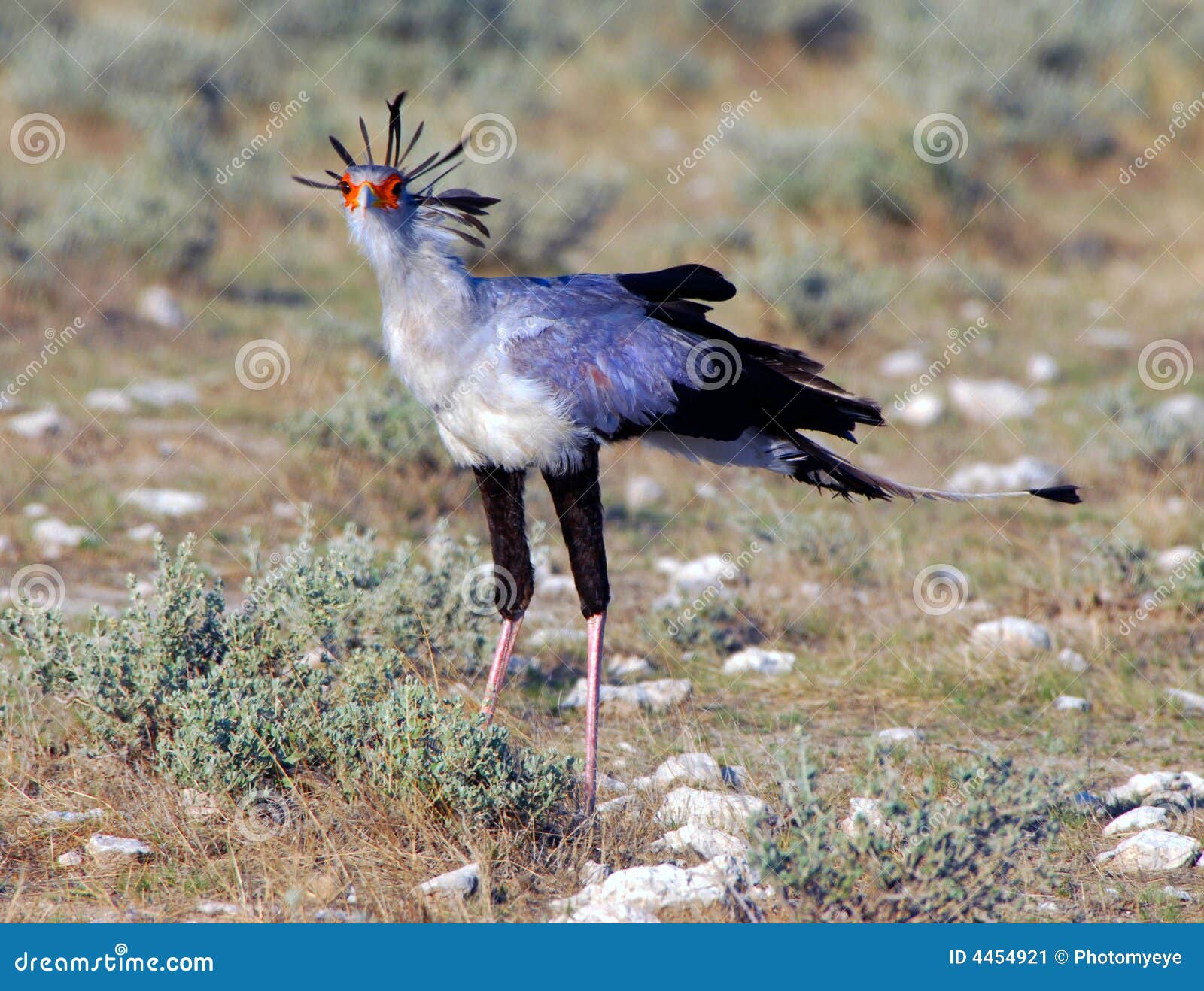 African Bird Stock Photography | CartoonDealer.com #8964566