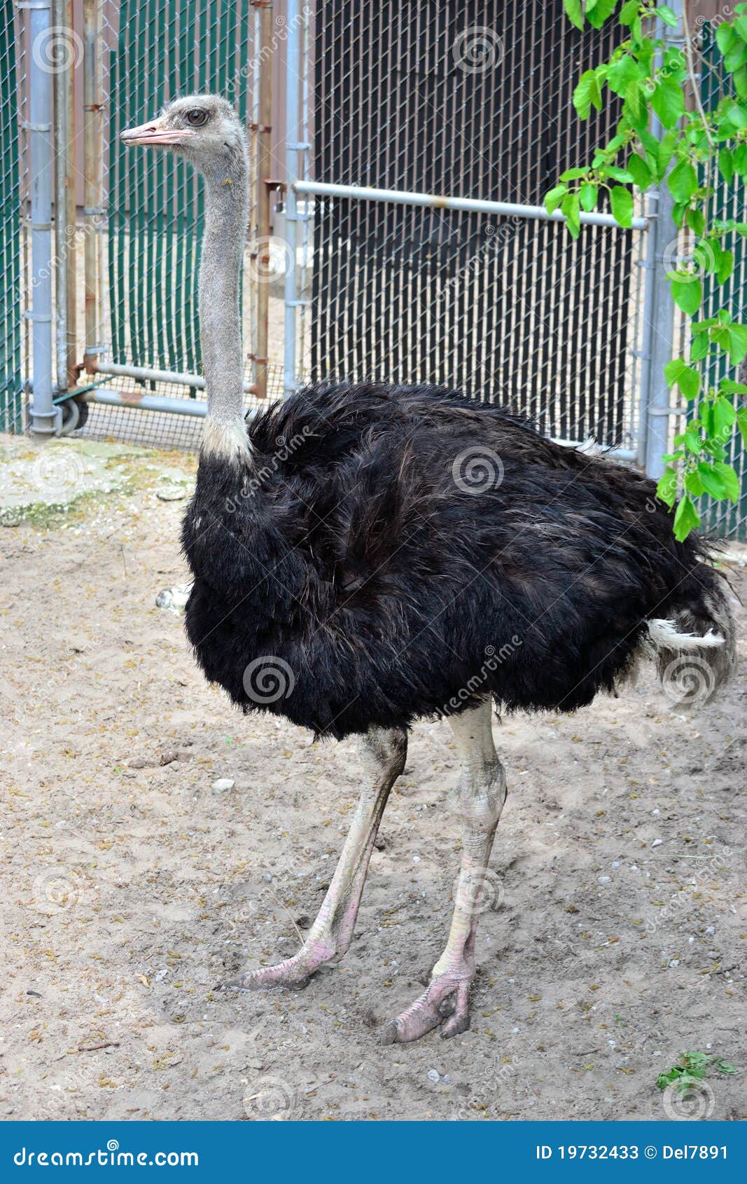 South African Black Ostrich Stock Image - Image of long, bird: 19732433