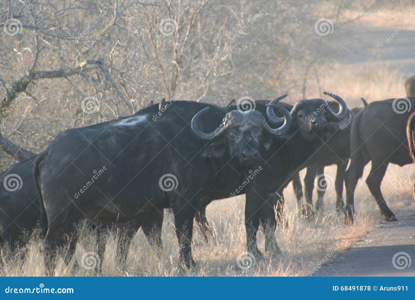 South African Buffalo Crossing Stock Photo - Image of crossing, scenery ...