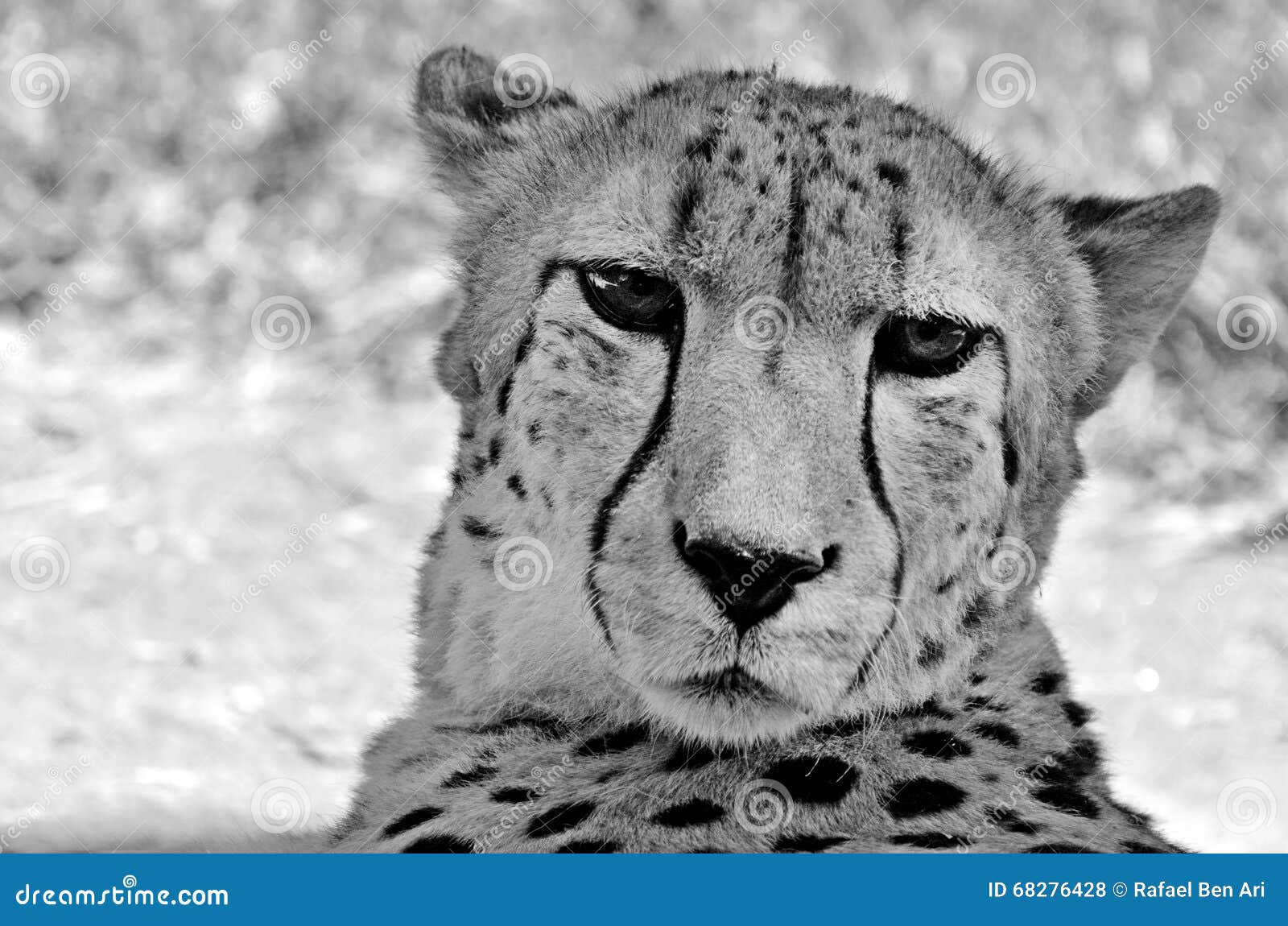 Cheetah Face, Acinonyx Jubatus, Detail Close-up Portrait Of Wild Cat ...