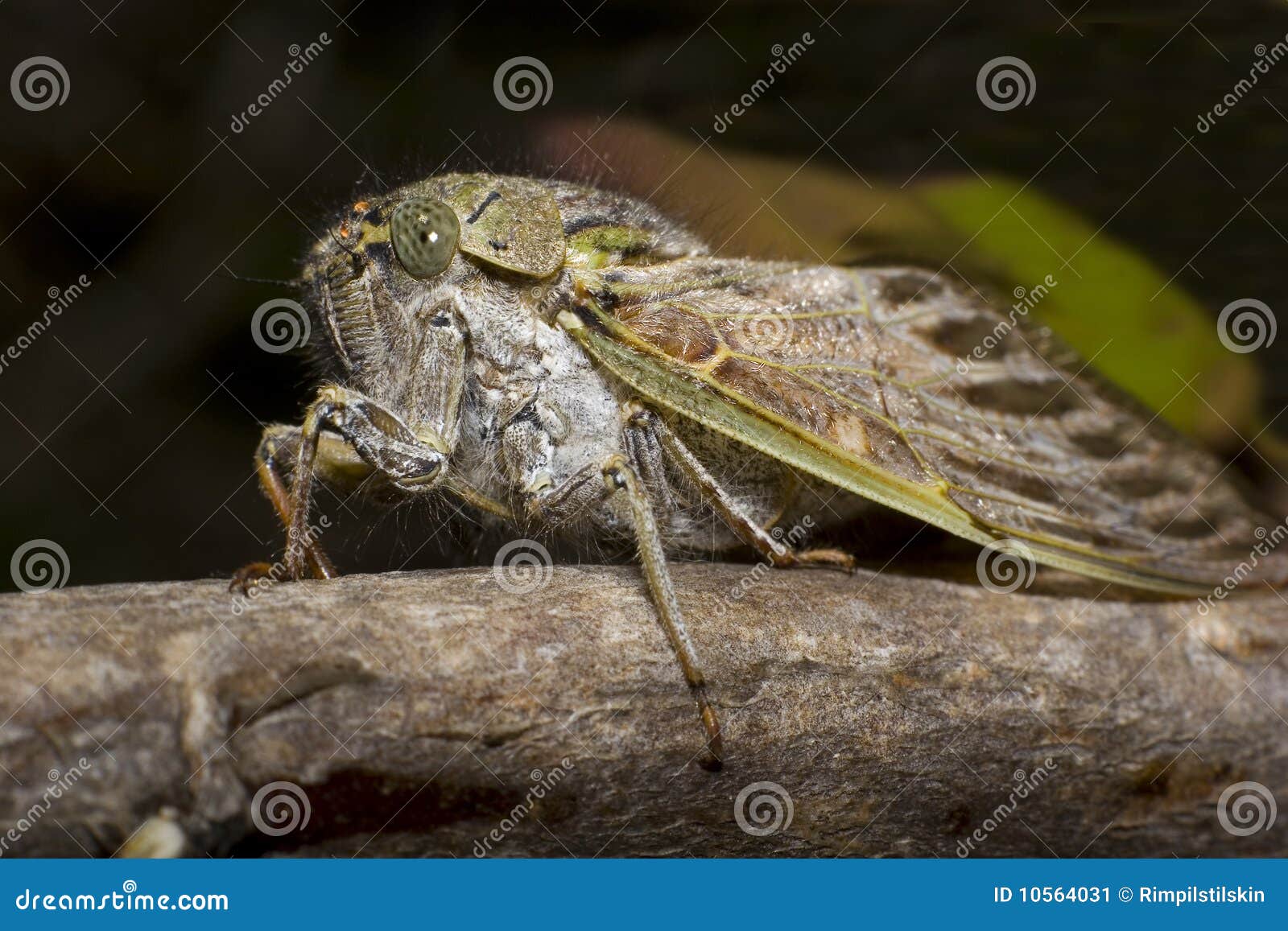 South African cicada stock image. Image of platypleara - 10564031