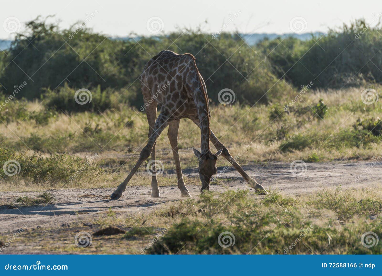 South African Giraffe Bending with Splayed Legs Stock Photo - Image of ...