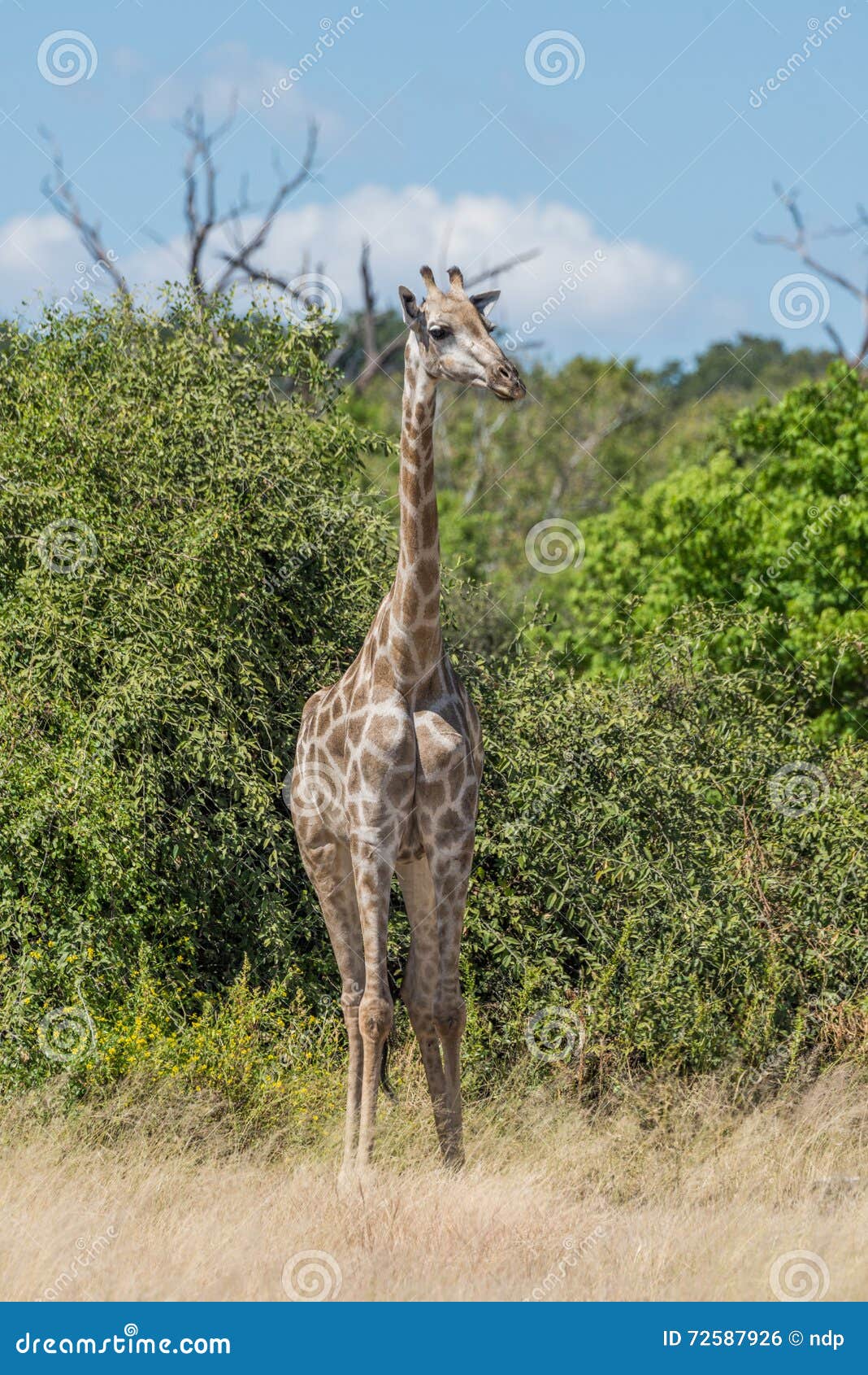 South African Giraffe Standing with Bushes Behind Stock Photo - Image ...