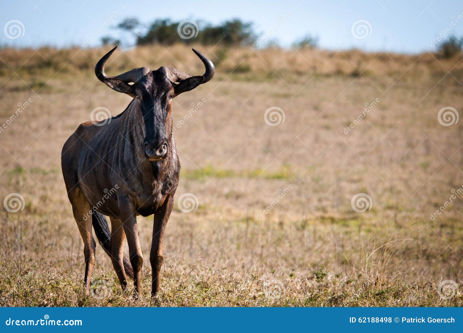 South African Gnu stock photo. Image of south, vacation - 62188498