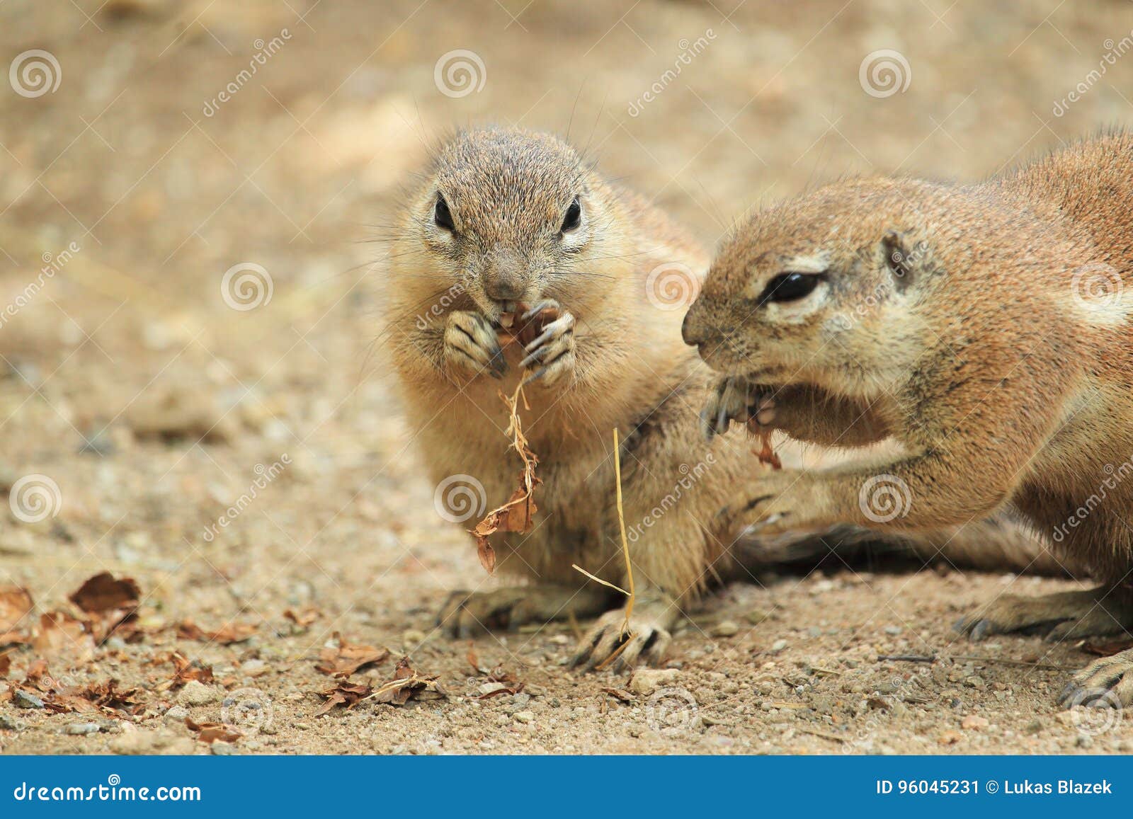 The African Ground Squirrels Genus Xerus Staying On Dry Sand Of ...