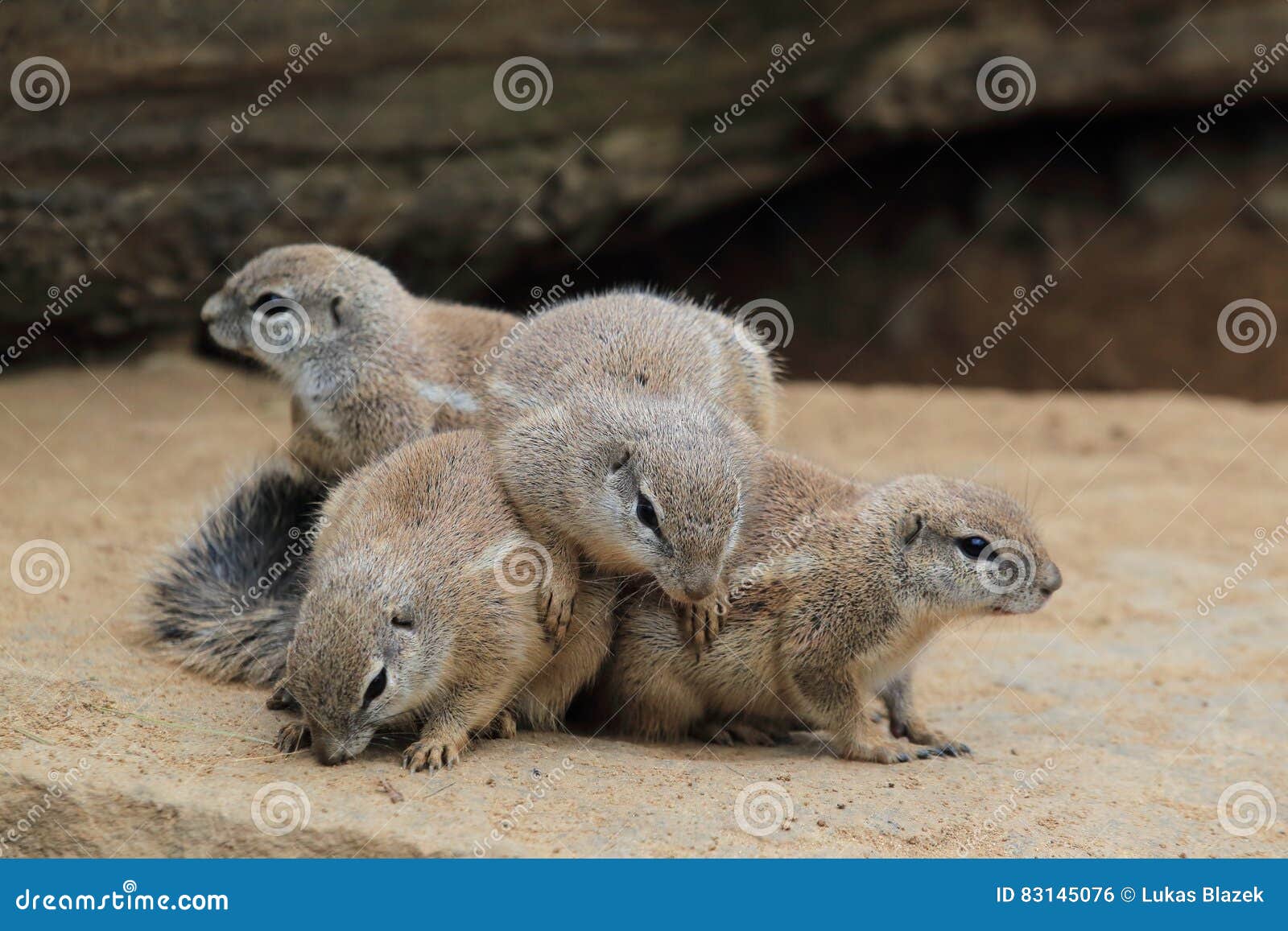 South African Ground Squirrel Stock Photo - Image of south, african ...