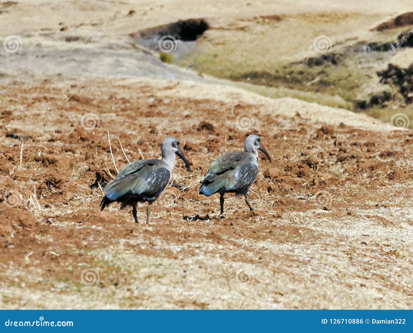 A South African Hadeda Ibis Stock Photo - Image of mammal, botswana ...