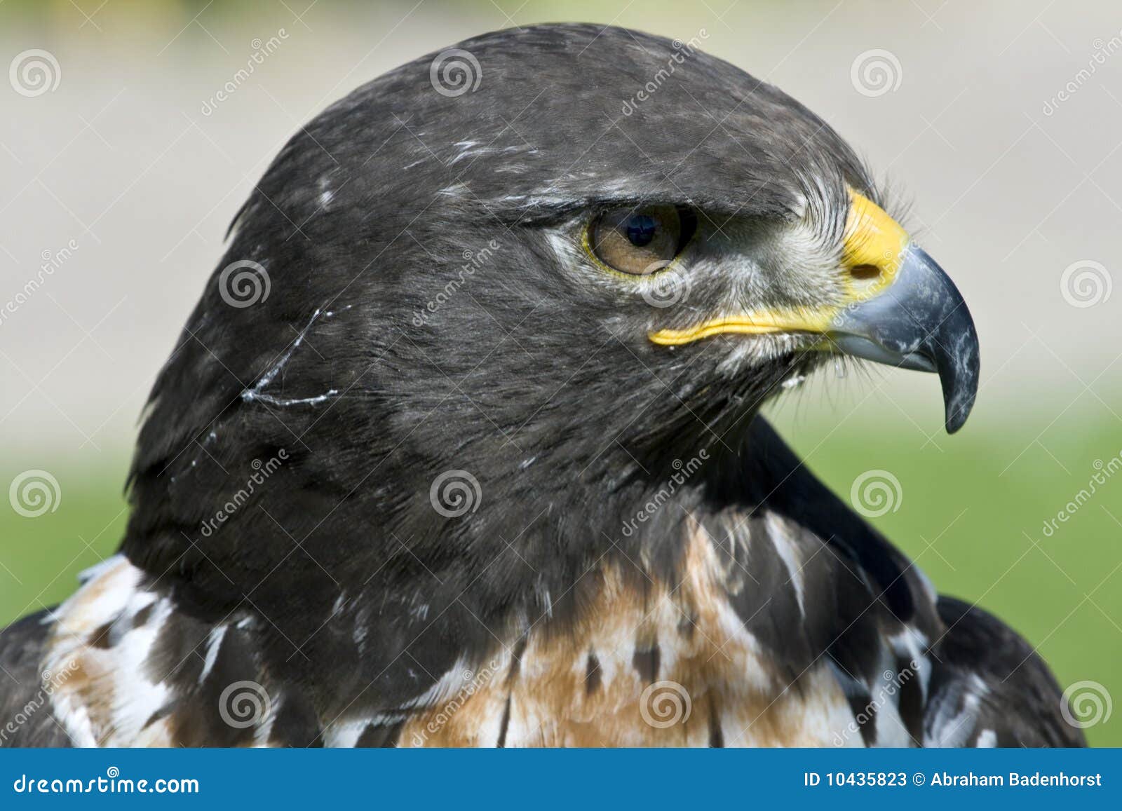 South African Jackal Buzzard Stock Image - Image of buzzard, rufofuscus ...