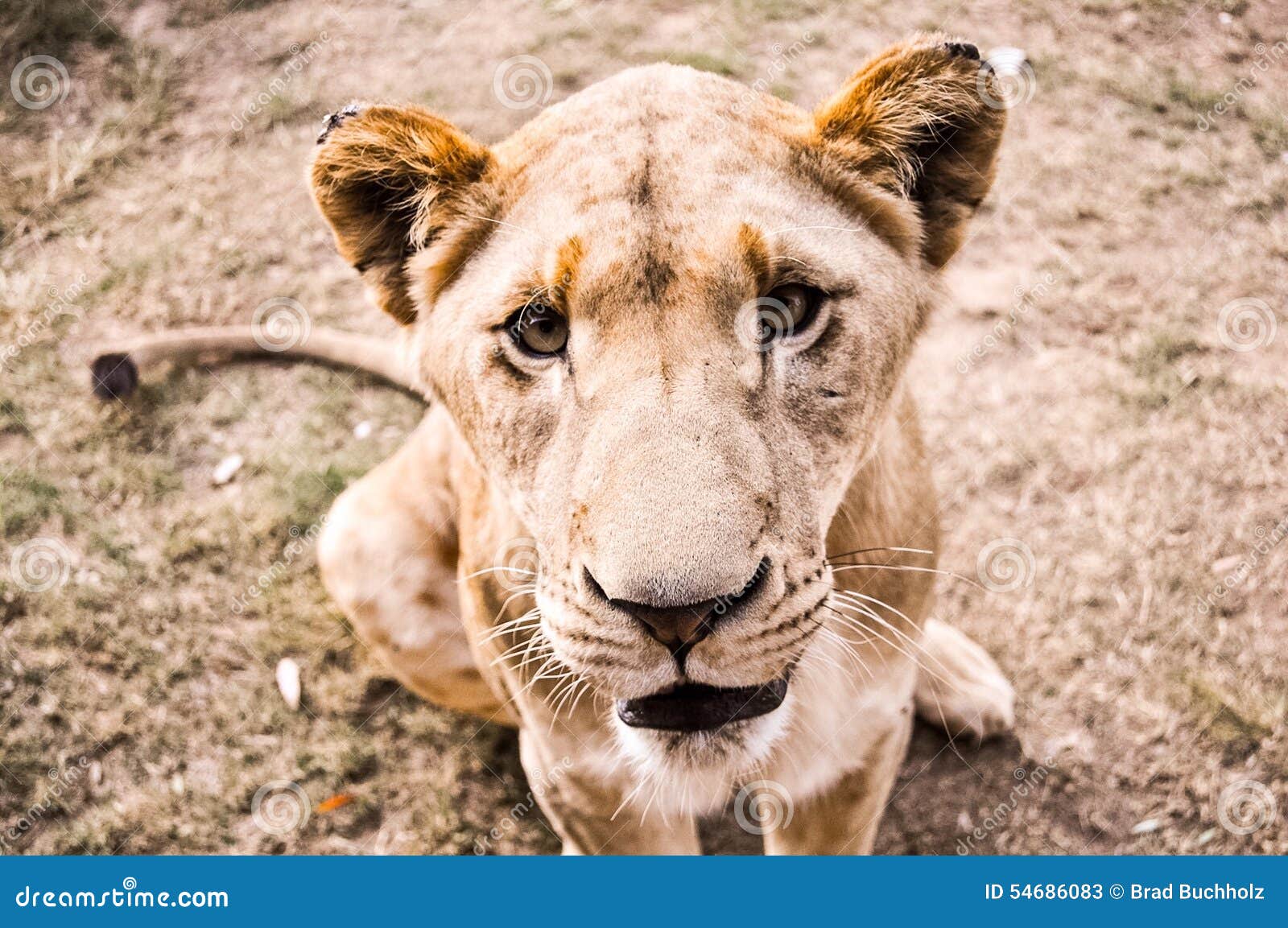 South African Lion Seated at Lion Reserve Stock Image - Image of ...