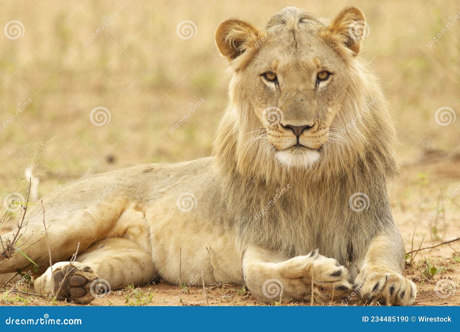 South African Lion in the Savanna Stock Photo - Image of savanna ...
