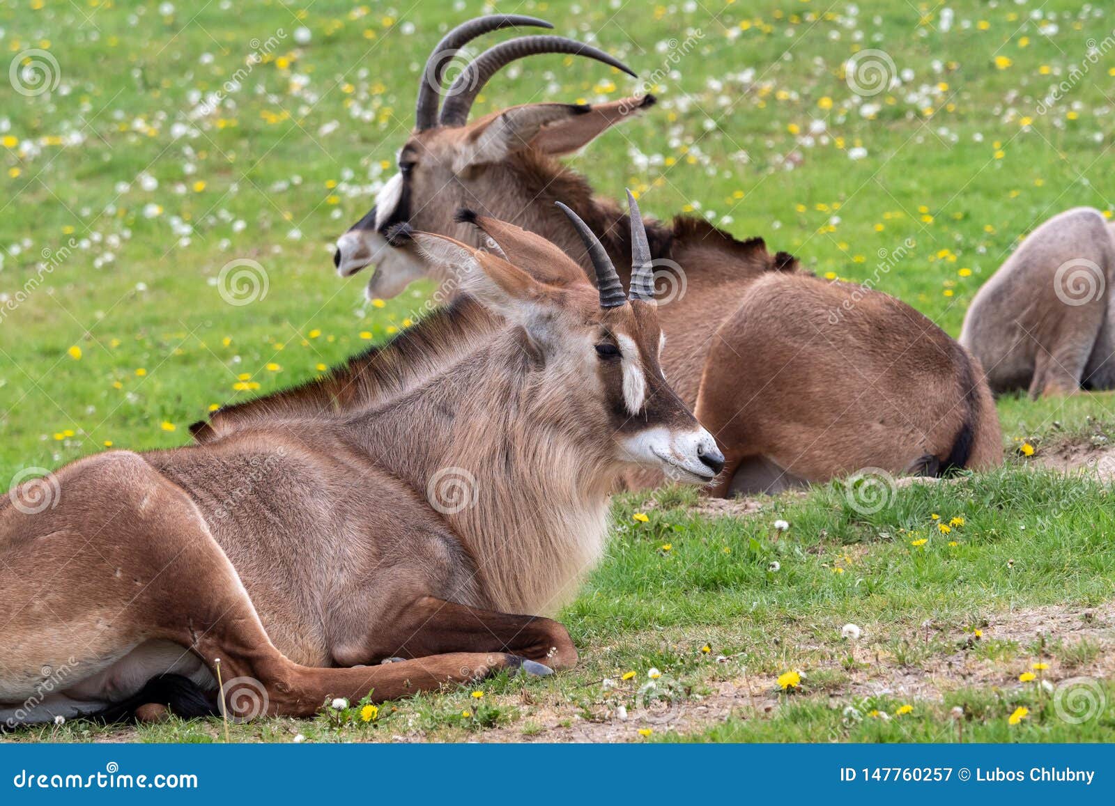 Roan Antelope Hippotragus Equinus. Detail Portrait of Antelope, Head ...