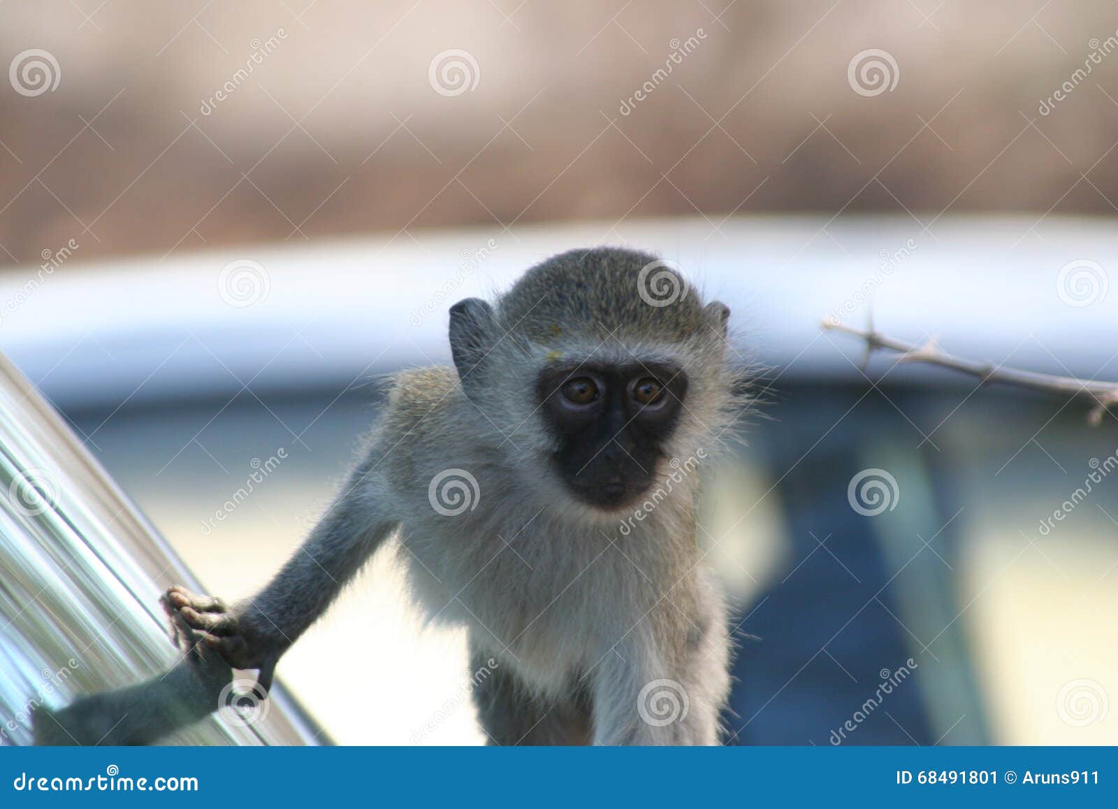 South African primates stock image. Image of view, cape - 68491801