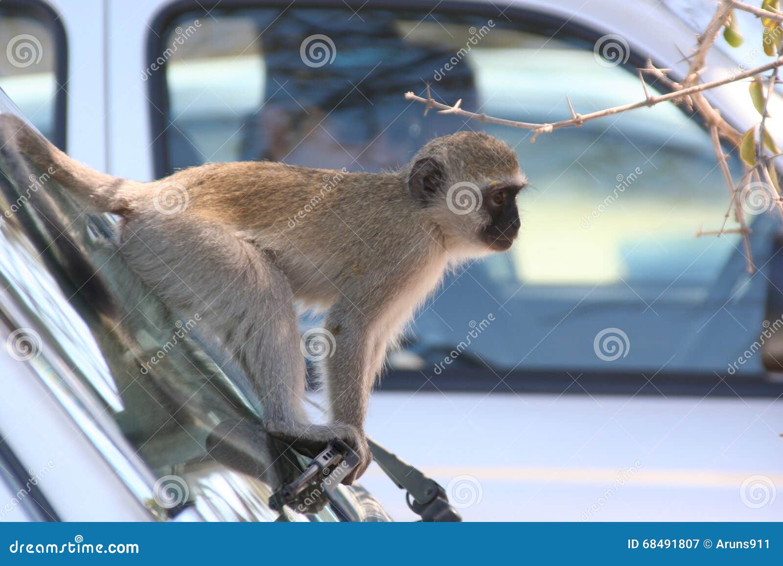South African primates stock image. Image of chimpanzee - 68491807