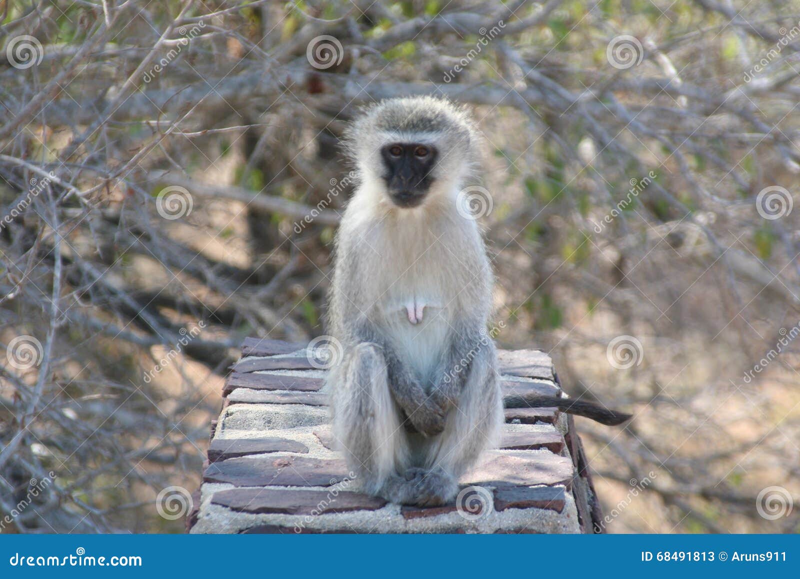 South African primates stock image. Image of south, vacation - 68491813
