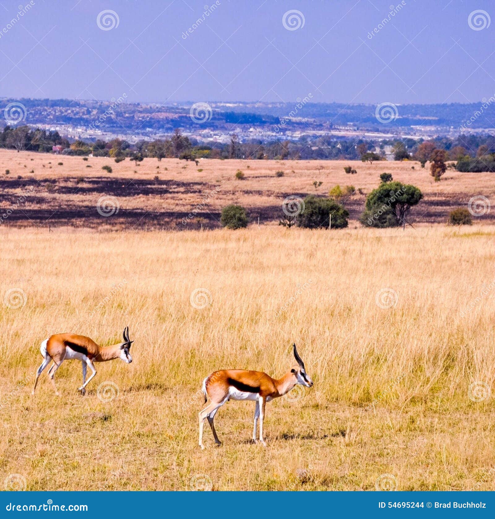 South African Spring Bok stock photo. Image of south - 54695244