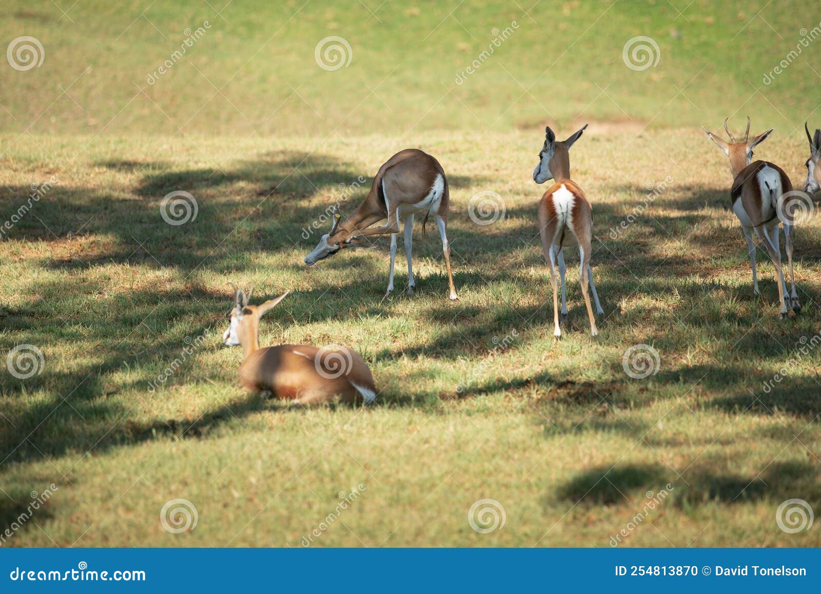 South African Springbok at Zoo Stock Photo - Image of event, enclosure ...