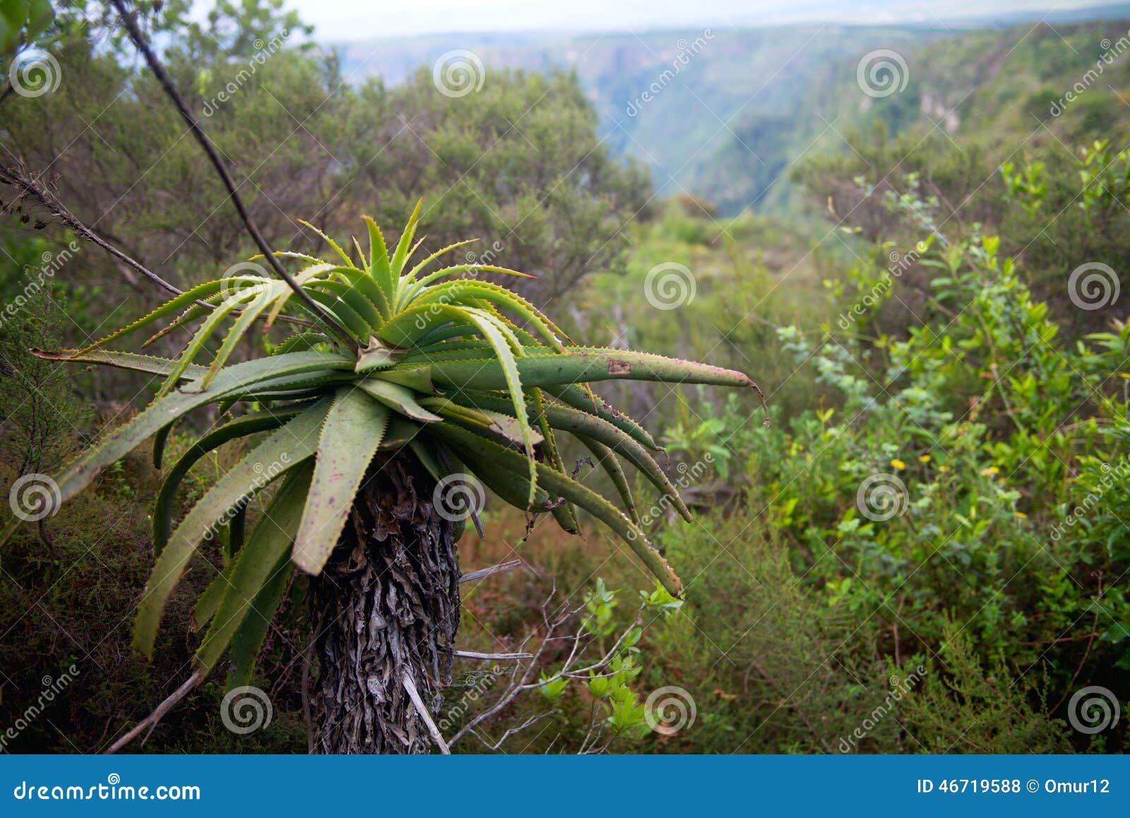 South African tree aloe stock photo. Image of beautiful - 46719588