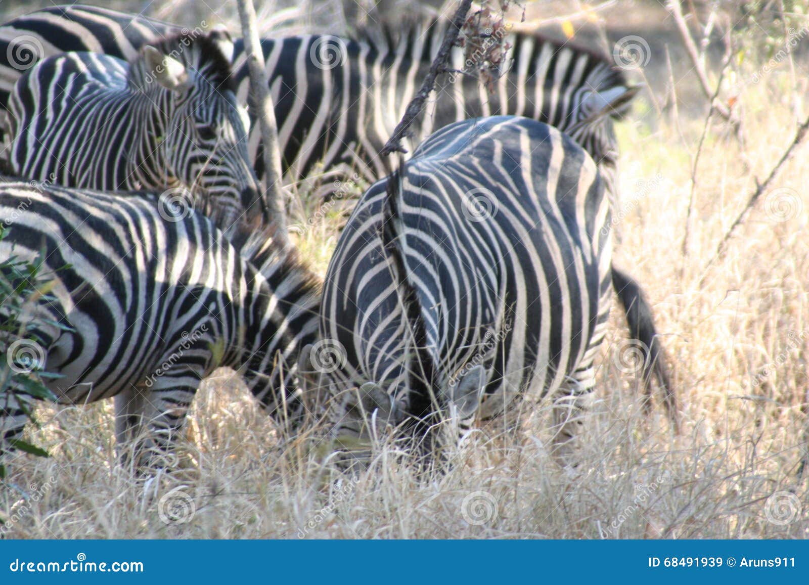 South African zebra stock image. Image of shrubland, grazing - 68491939