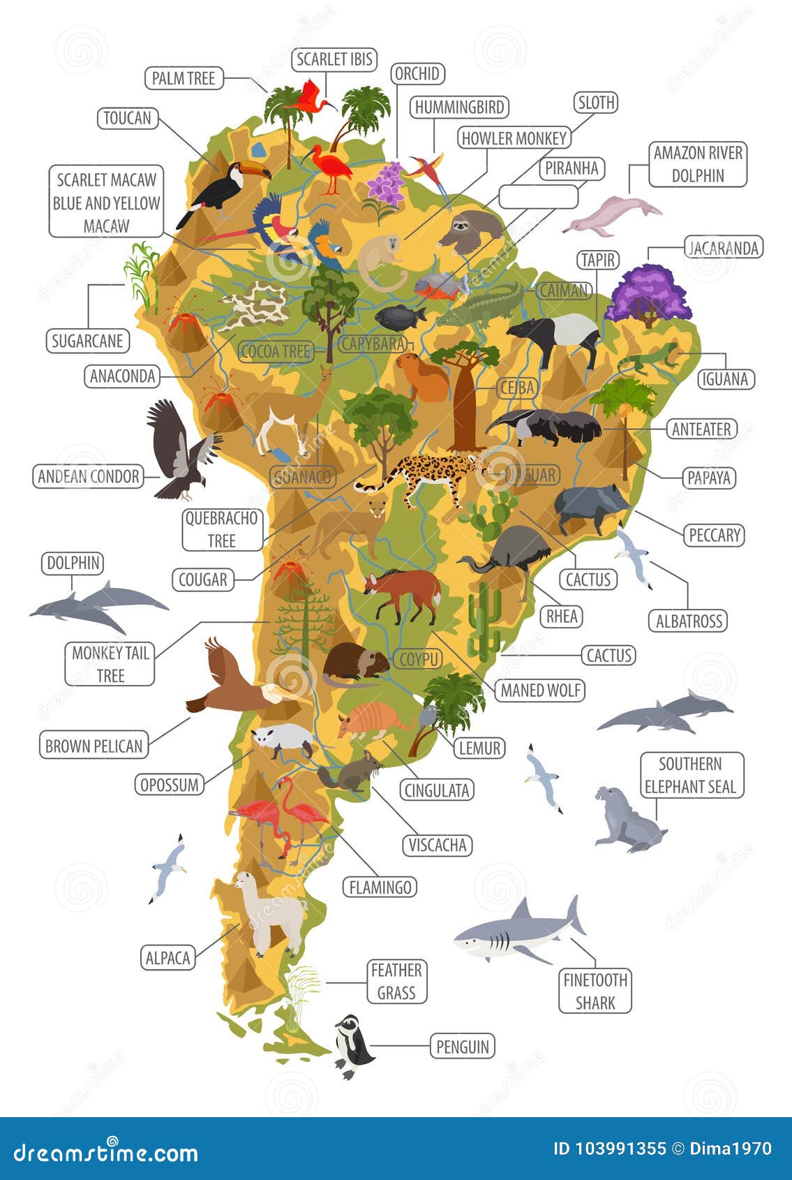 South America Flora and Fauna Map, Flat Elements. Animals, Birds Stock ... South America Flora and Fauna Map, Flat Elements. Animals, Birds Stock ...