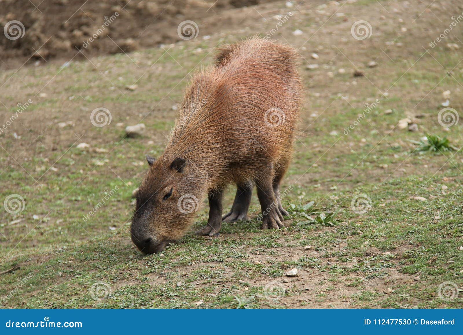 South American Capybara Animal. Stock Photo - Image of animal, nature ...