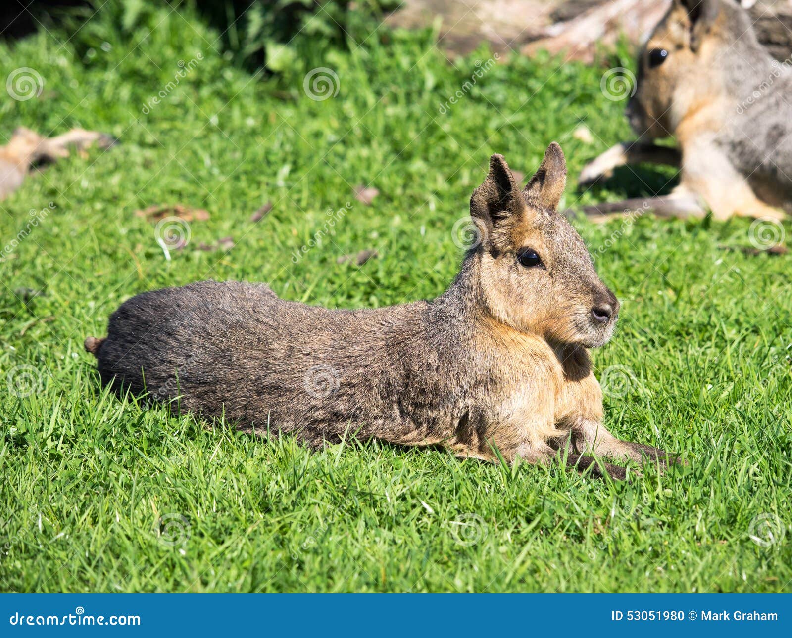 South American Cavy stock photo. Image of rodents, brown - 53051980