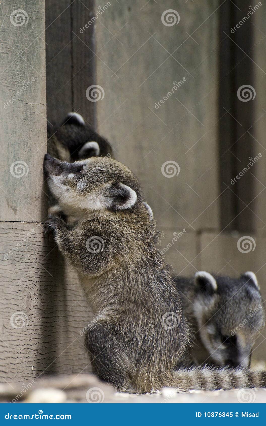 South American Coati stock image. Image of coati, mouth - 10876845