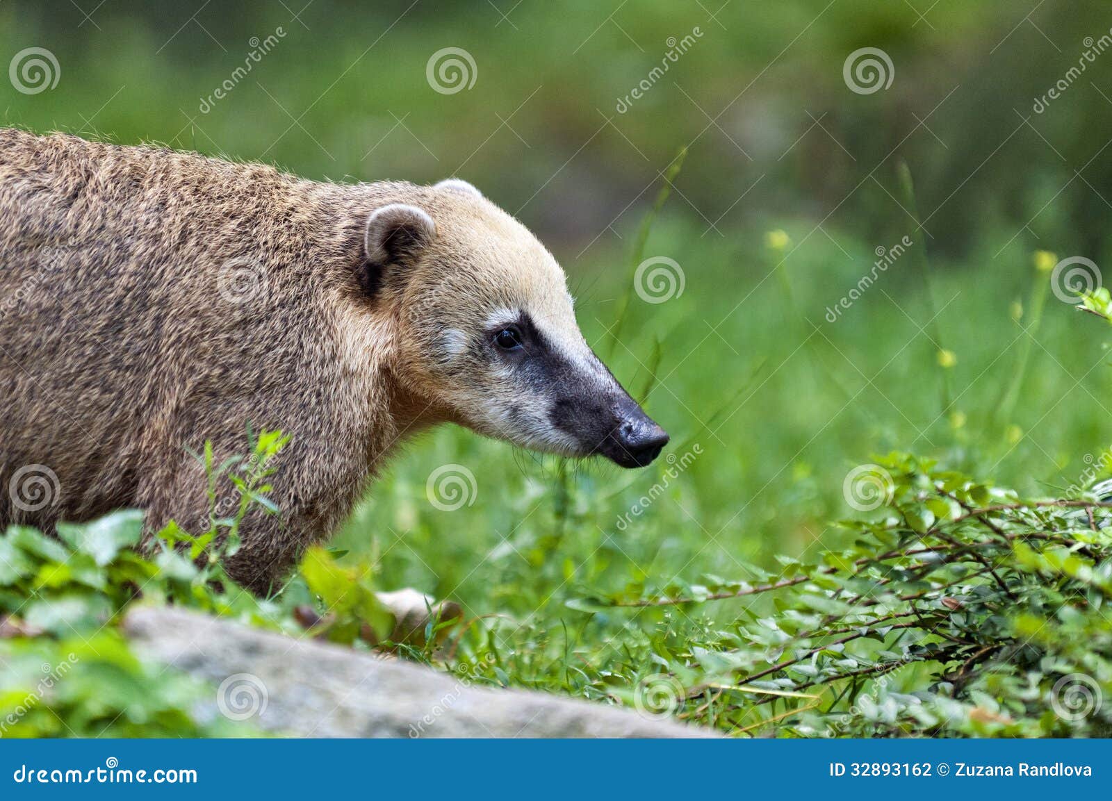 South American coati stock photo. Image of tropical, tail - 32893162