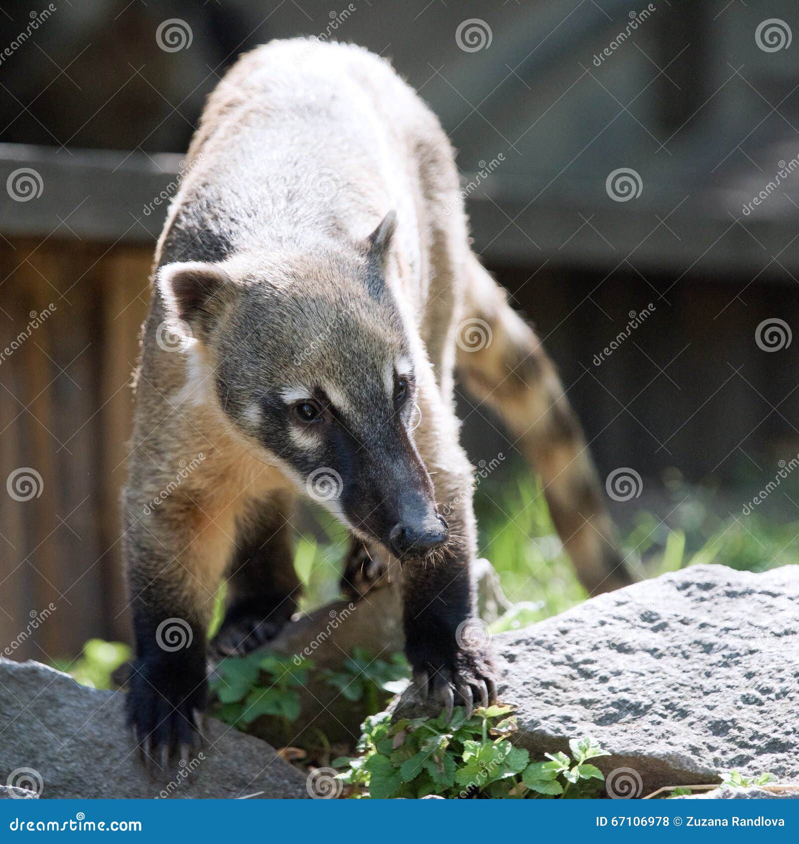 South American Coati, or Ring-tailed Coati Stock Photo - Image of ring ...