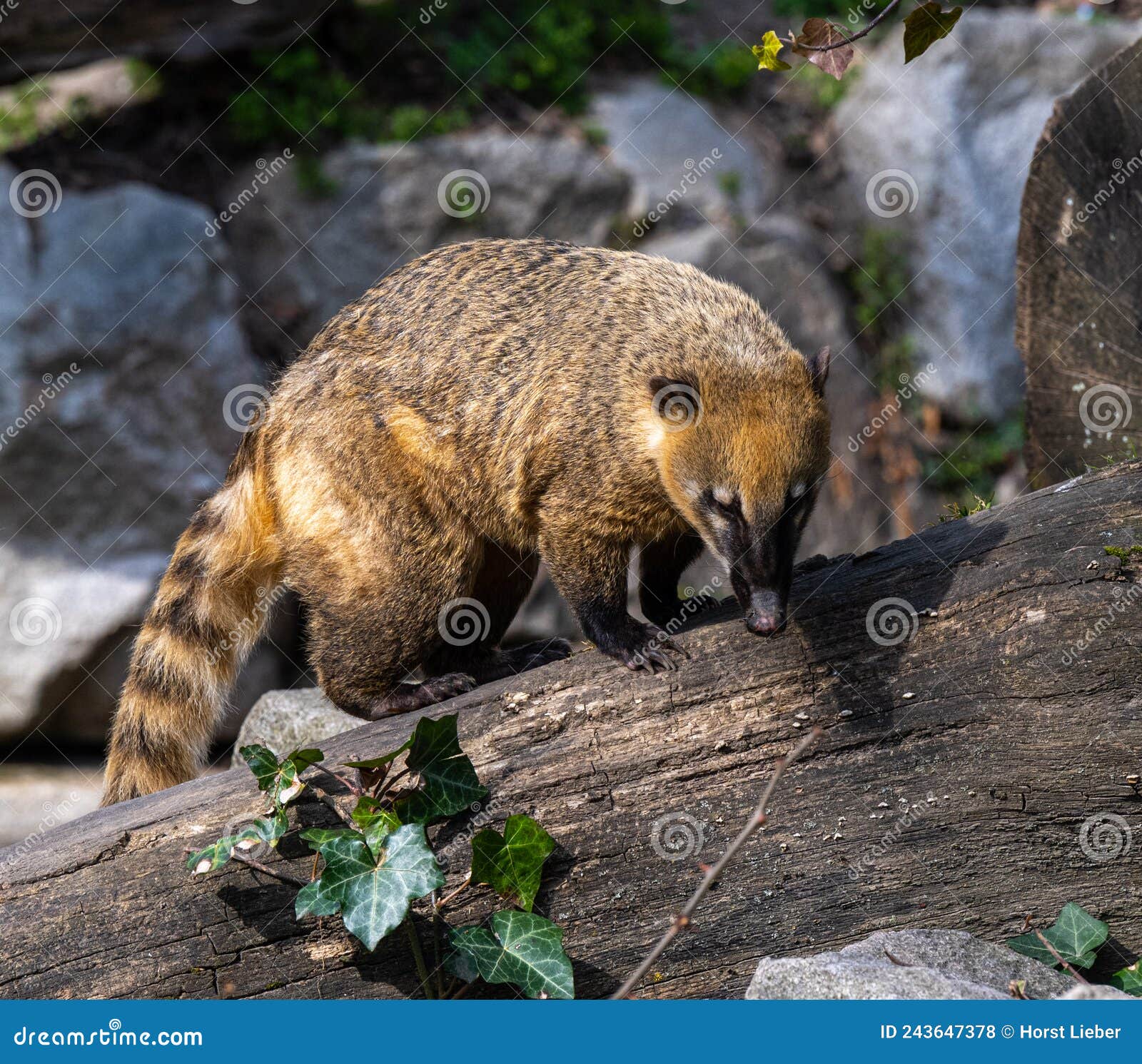 South American Coati or Ring-tailed Coati Nasua Nasua Stock Photo ...