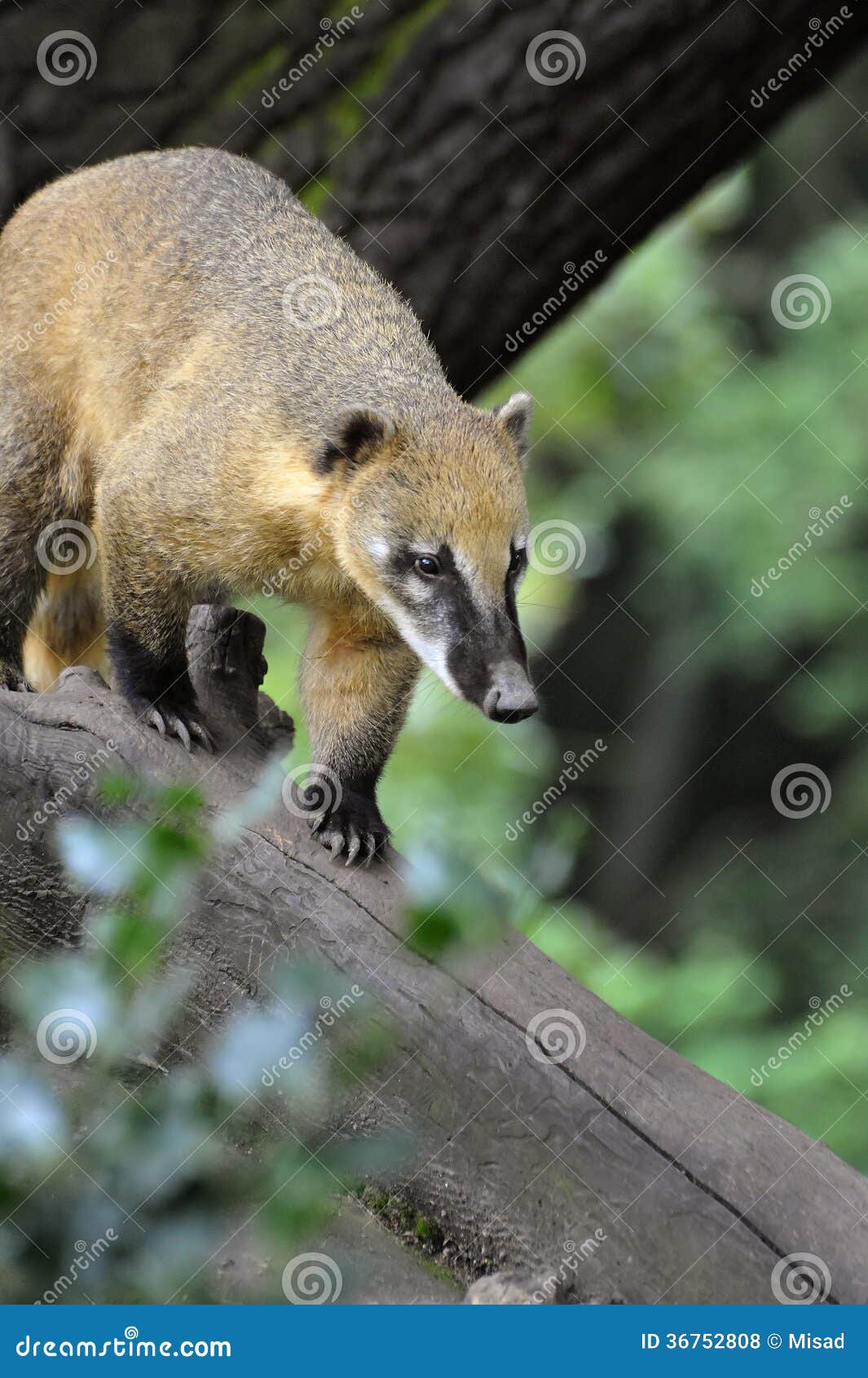 South American Coati stock photo. Image of long, nice - 36752808