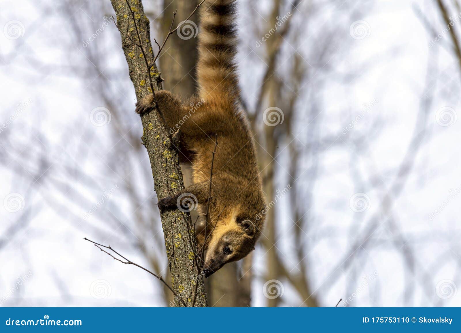 South American Coati on a Tree Stock Photo - Image of brown, mexico ...