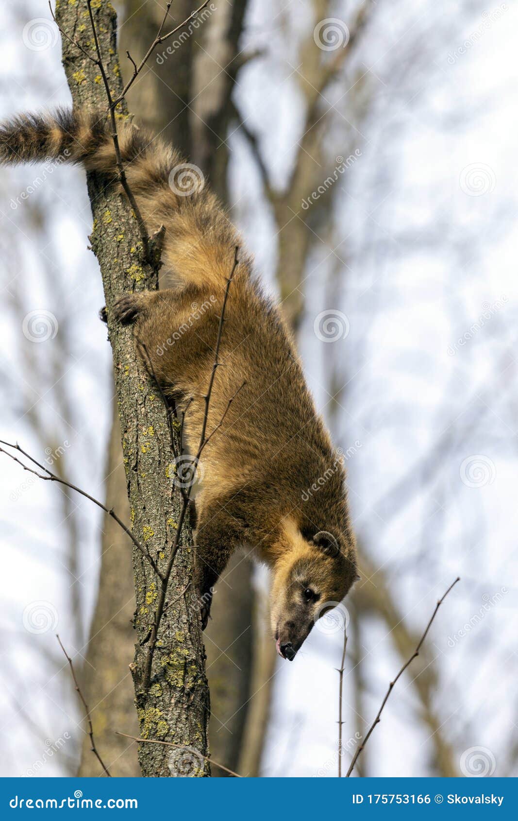 South American Coati on a Tree Stock Photo - Image of america, rain ...