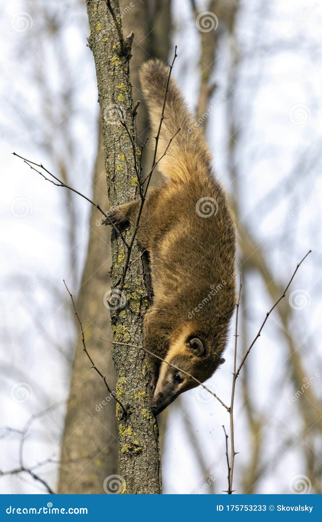 South American Coati on a Tree Stock Image - Image of climbing, coati ...