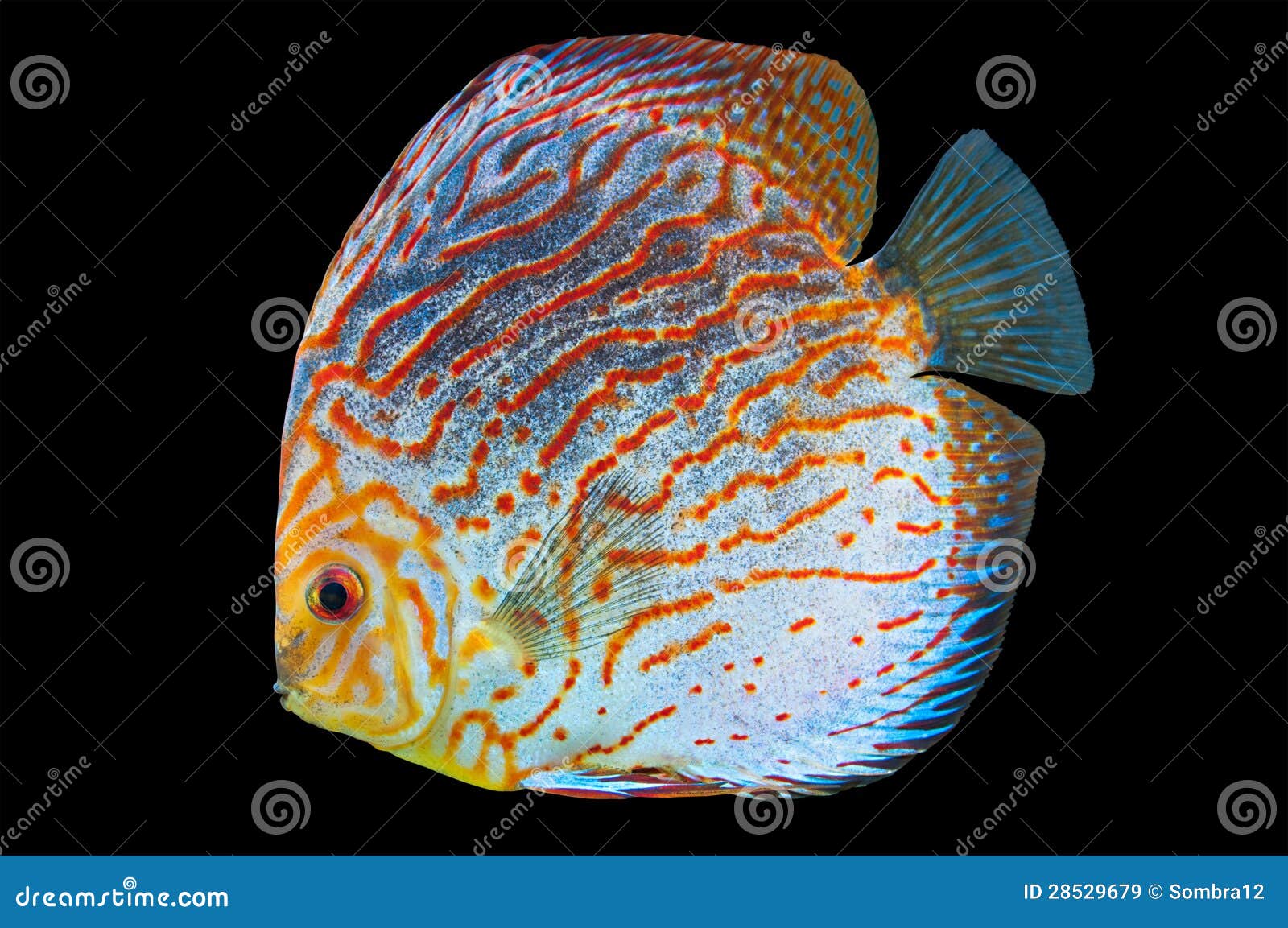 South American Fish Discus 1 Stock Image - Image of profile, side: 28529679