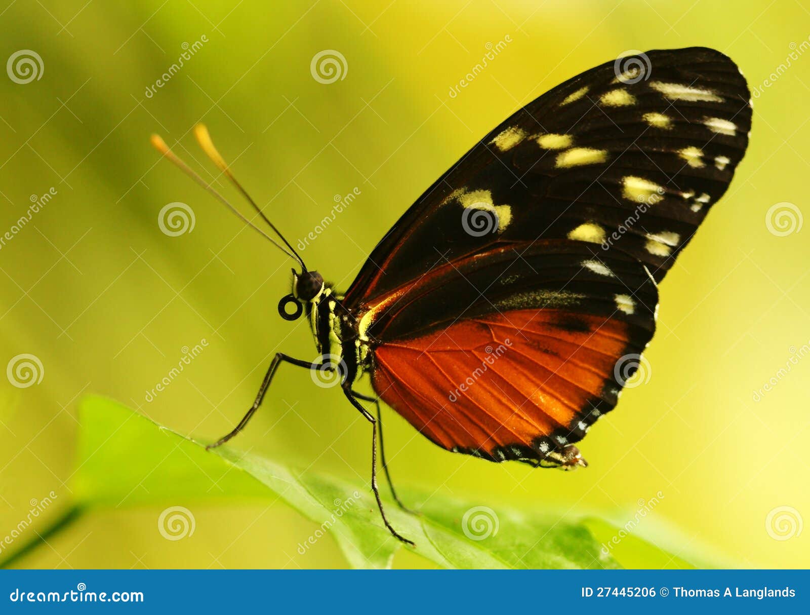 South American Harmonia Tiger Wing Butterfly Stock Photo - Image of ...
