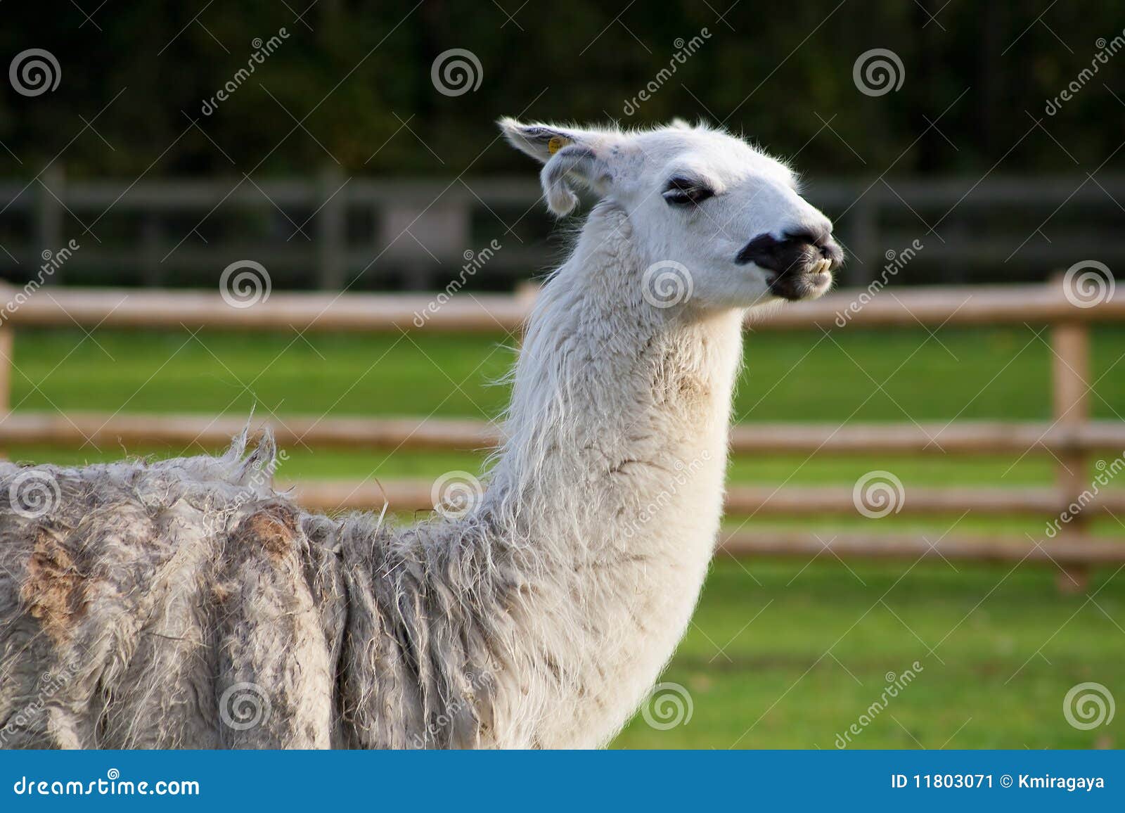 South American Lama in a Farm Stock Image - Image of vertebrate, nature ...