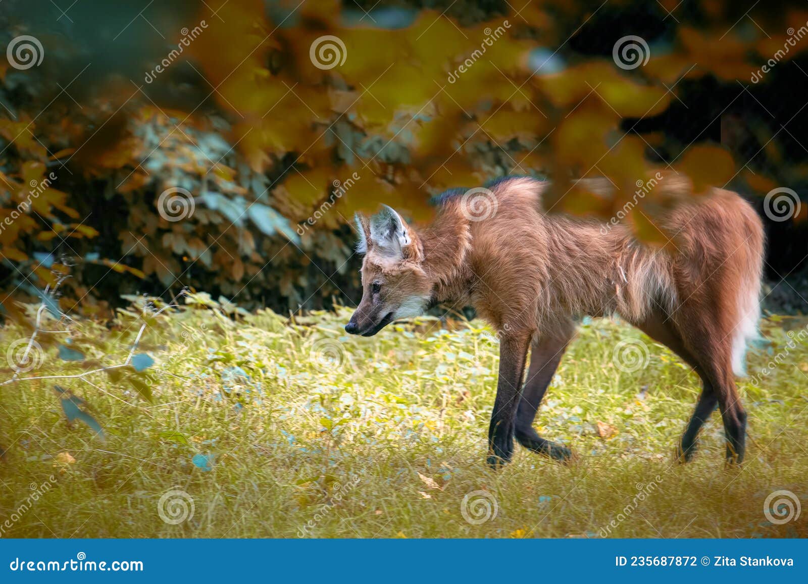 South American Maned Wolf in the Nature Stock Photo - Image of walking ...