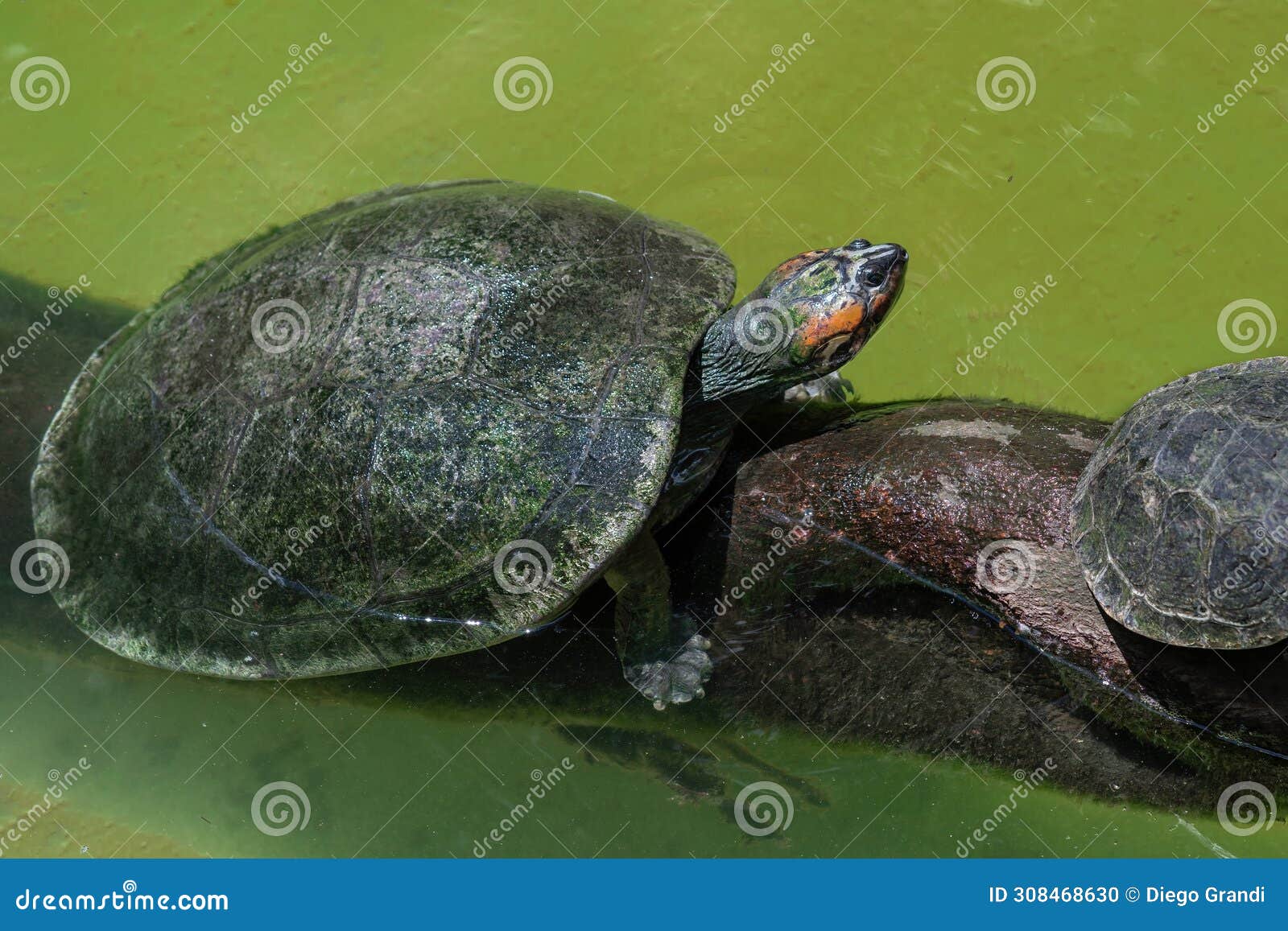 South American River Turtle Stock Photo - Image of expansa, carapace ...