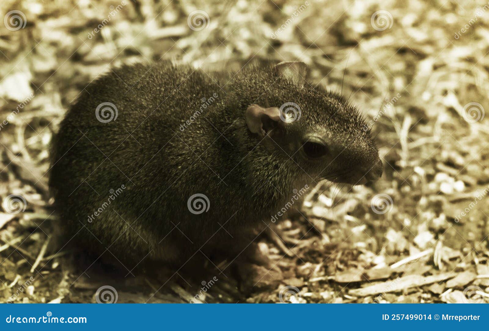 South-american Small Rodent at Night Stock Photo - Image of night, cage ...
