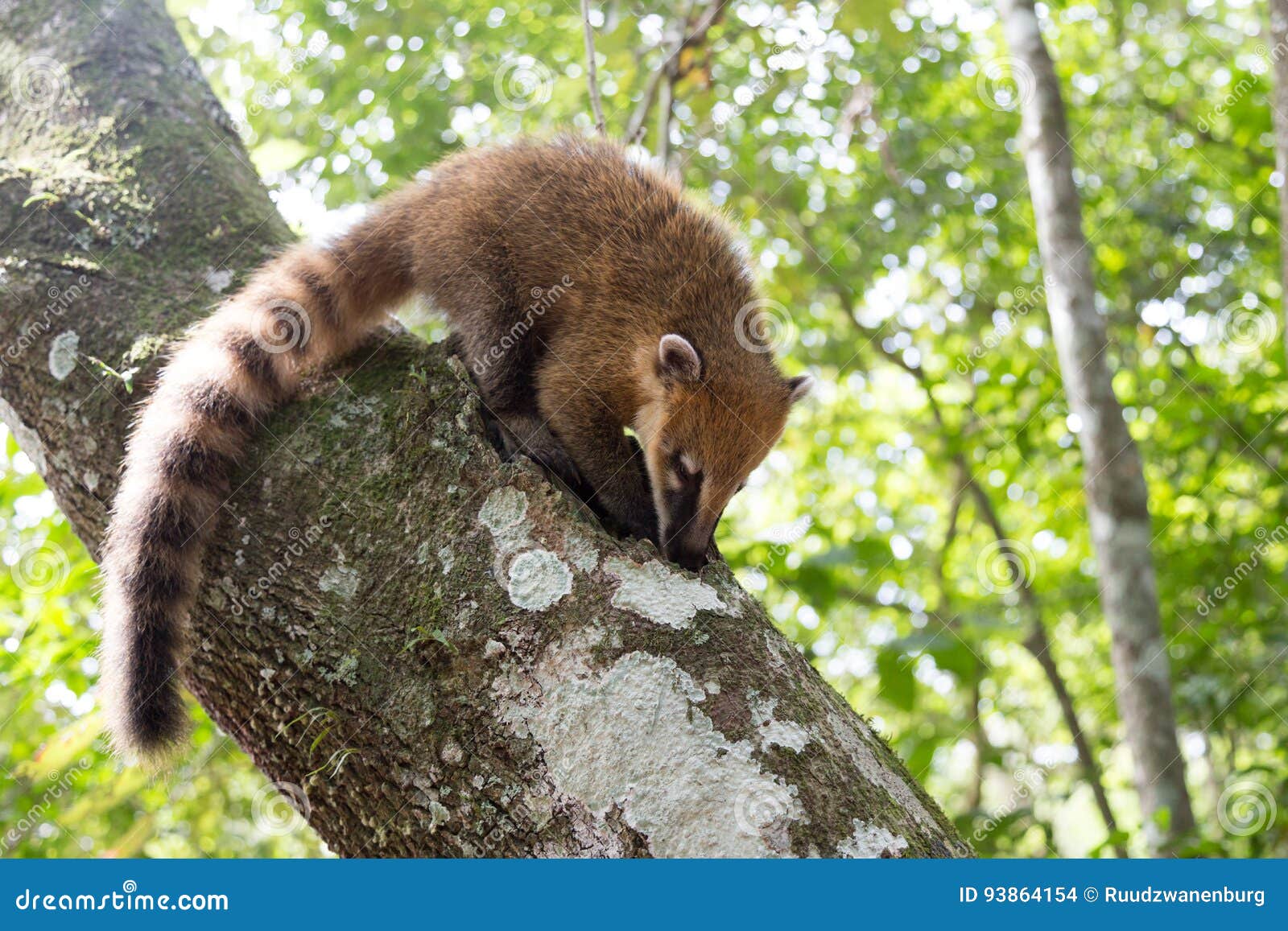 South American Tailed Coati Stock Photo - Image of tree, wildlife: 93864154